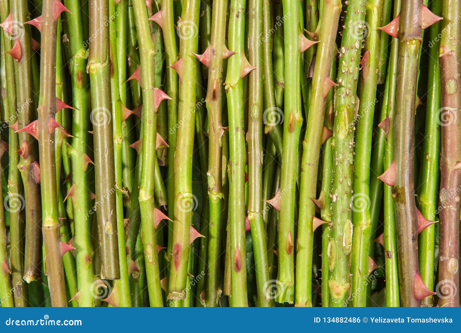 Stem of Rose Bush with Thorns Background Stock Photo - Image of ...