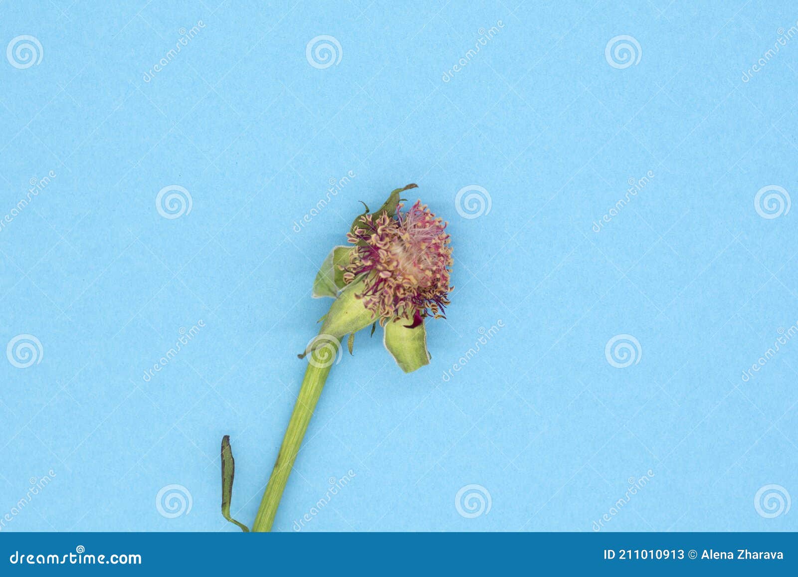 The Stem of a Rose without Petals on Blue Background Stock Image ...
