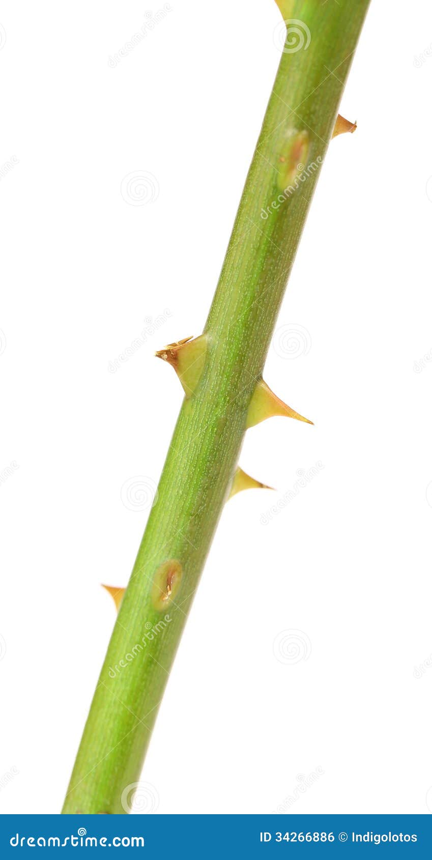 The Stem Of A Rose With Thorns. Royalty Free Stock Image - Image: 34266886