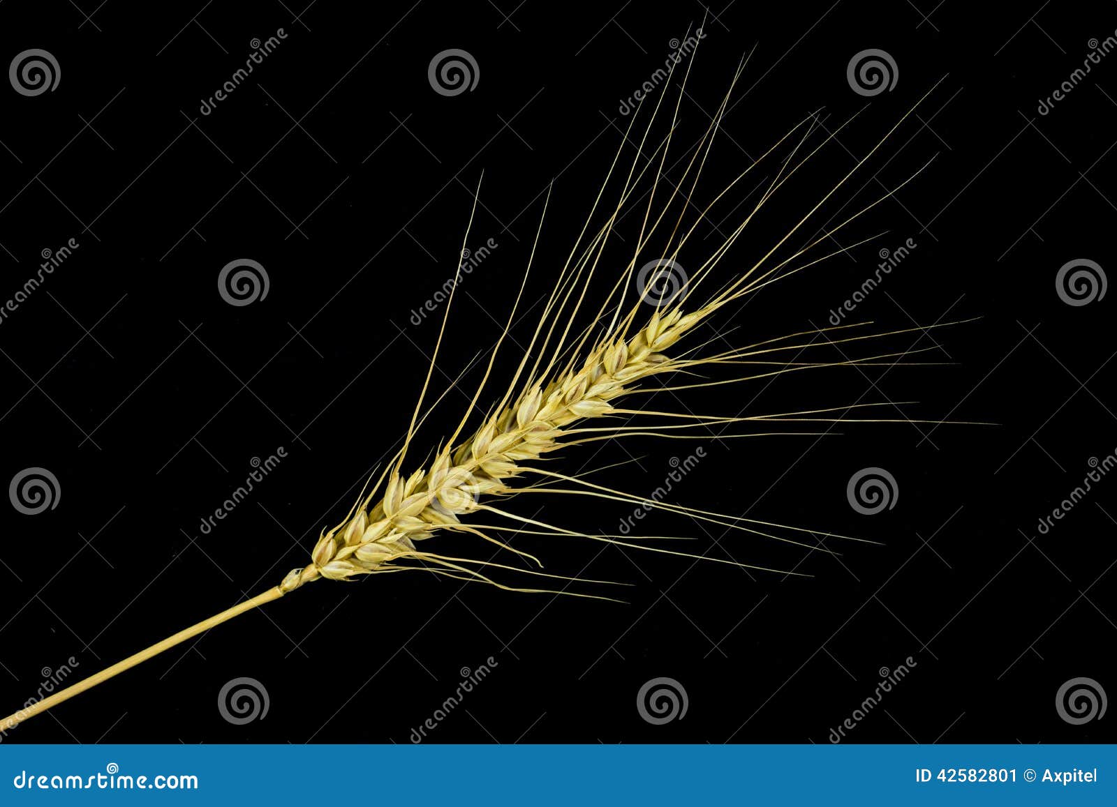 Stem of rye isolated stock image. Image of wheat, yellow - 42582801