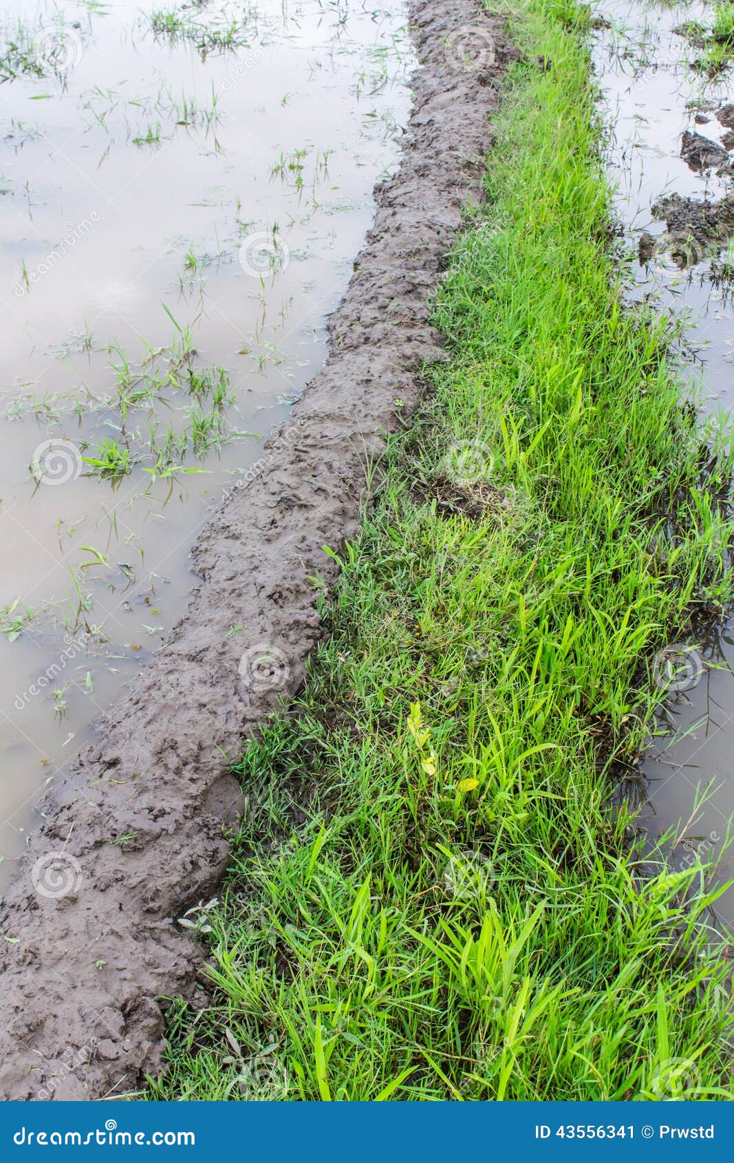 Stem soil in rice field stock image. Image of dirt, binh - 43556341