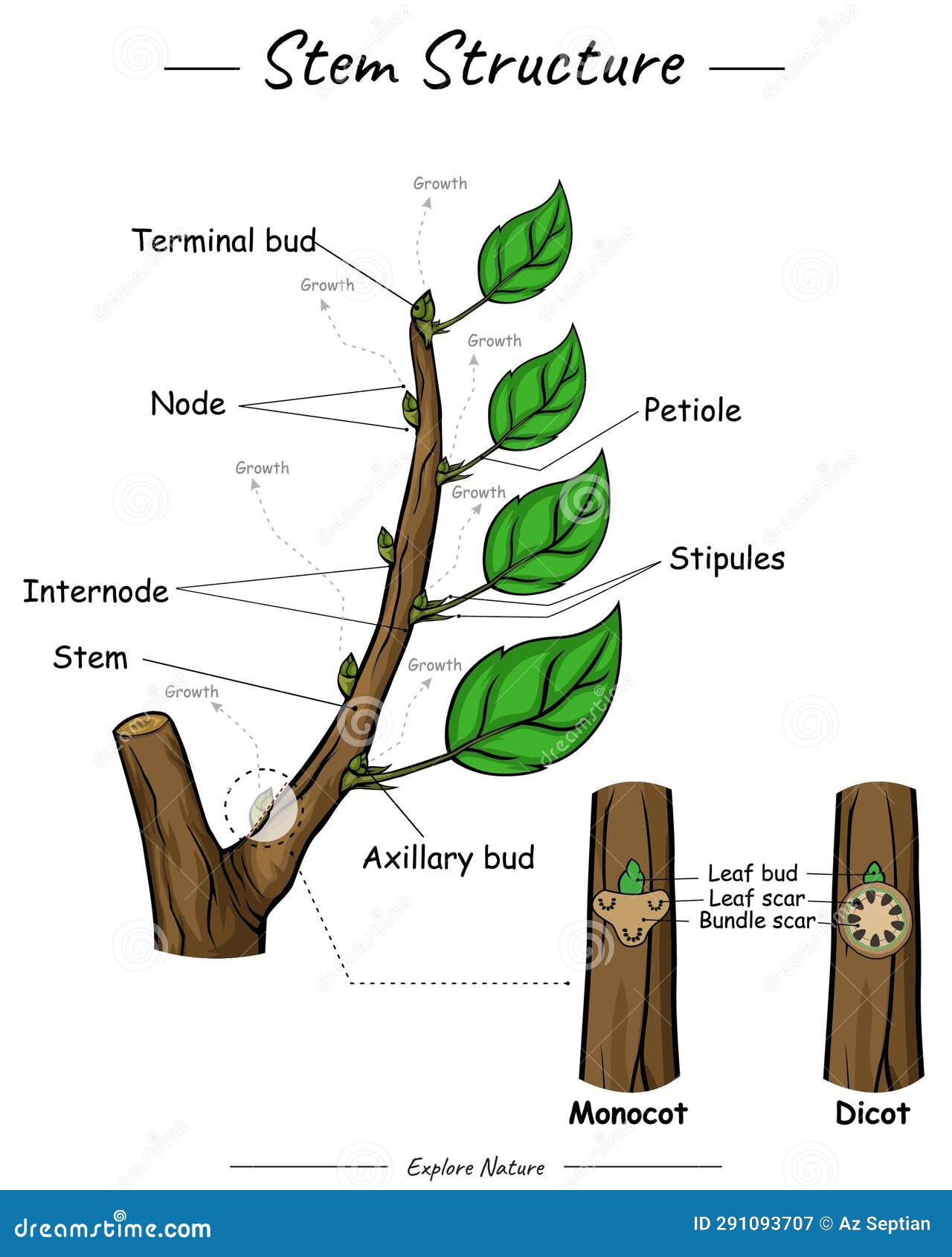 Stem Structure Illustration Stock Vector - Illustration of pattern ...