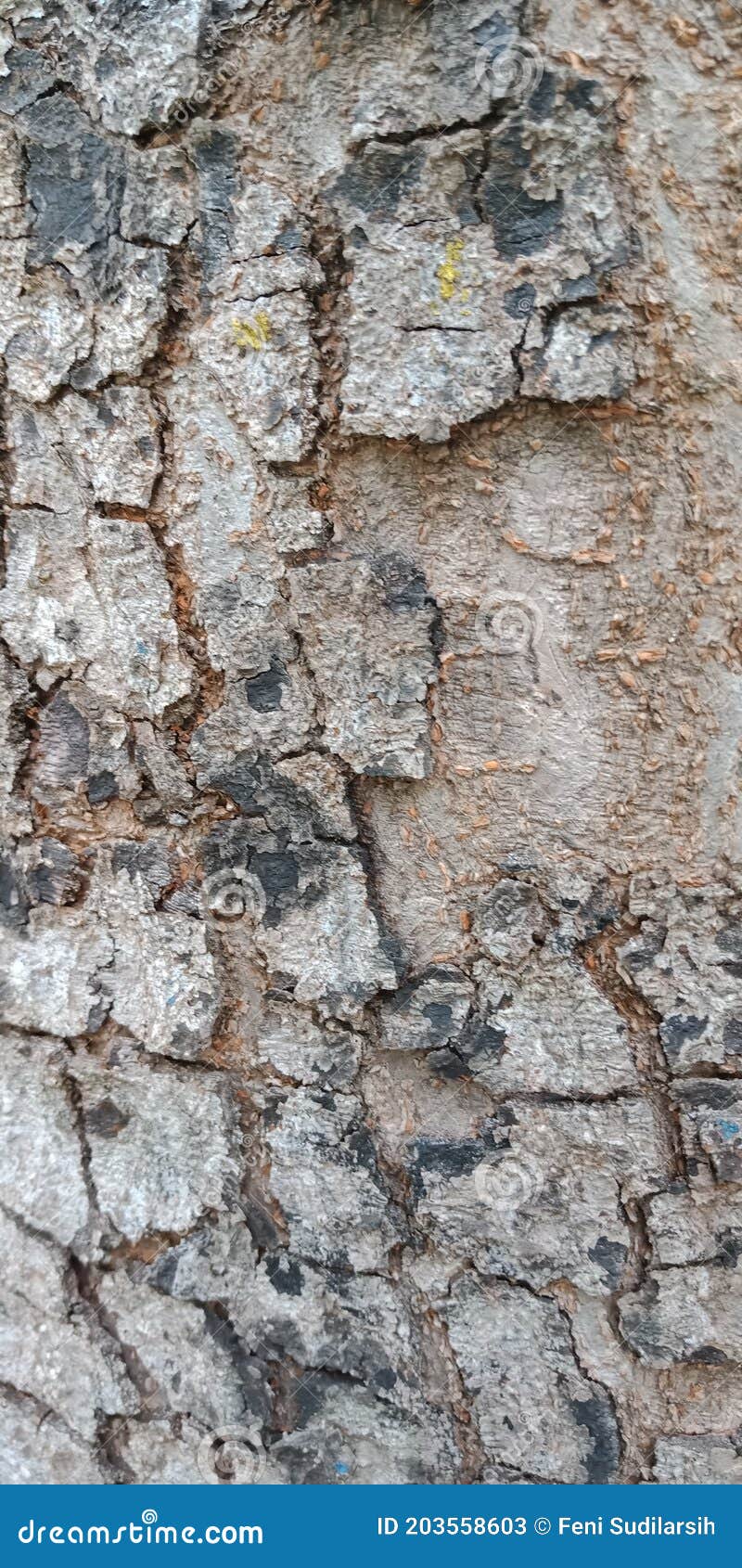 Stem Texture of the Old Wood Stock Image - Image of wood, texture ...