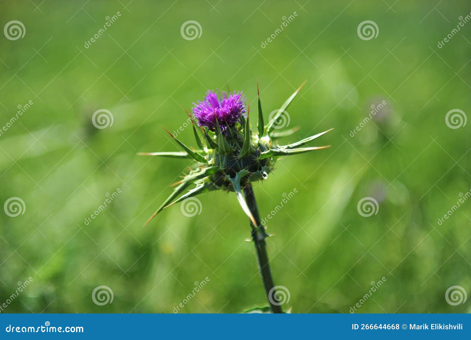 A Stem with a Thorny Flower in the Garden Stock Photo - Image of garden ...