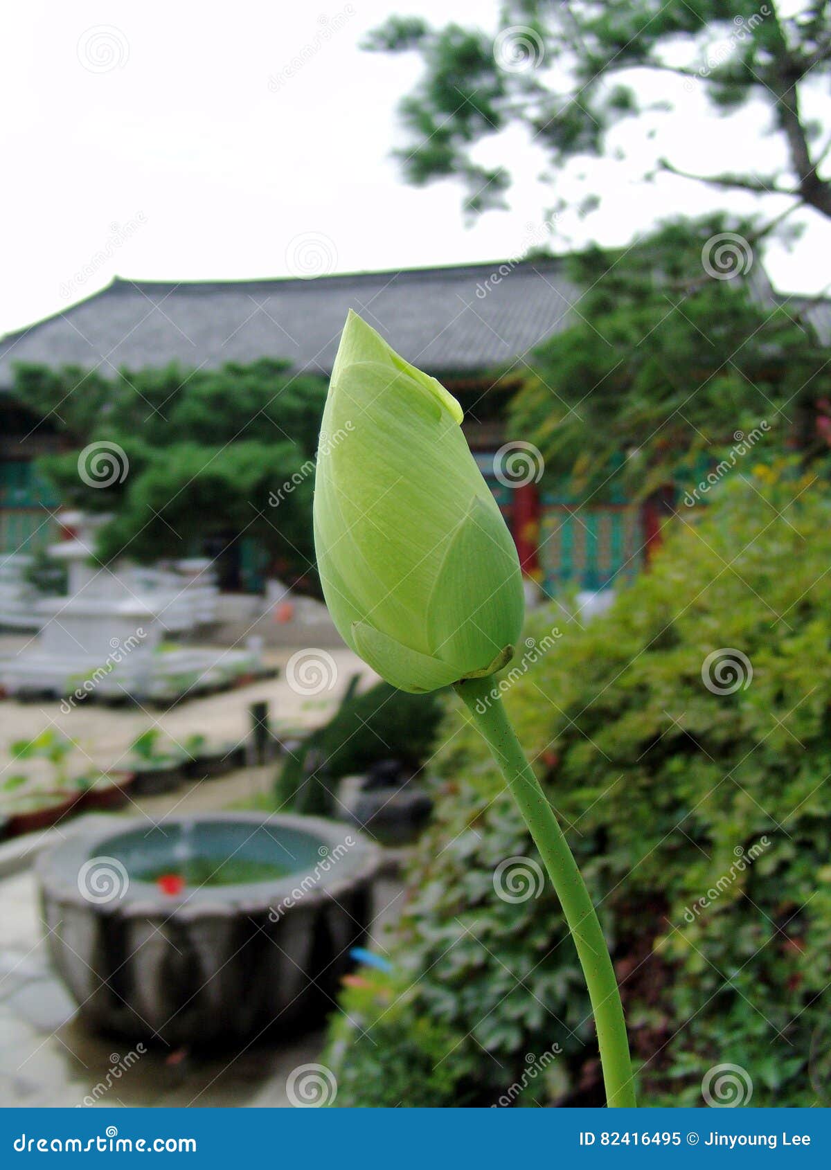 Stem stock image. Image of nature, religion, stem, thread - 82416495