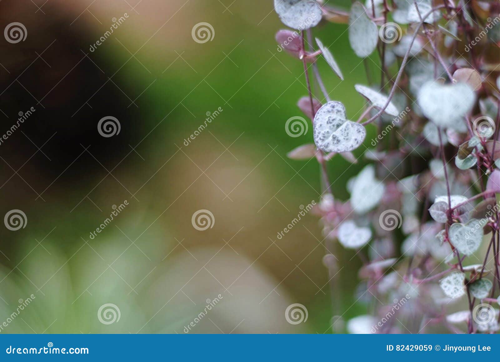 Stem stock image. Image of thread, plant, stem, leaf - 82429059