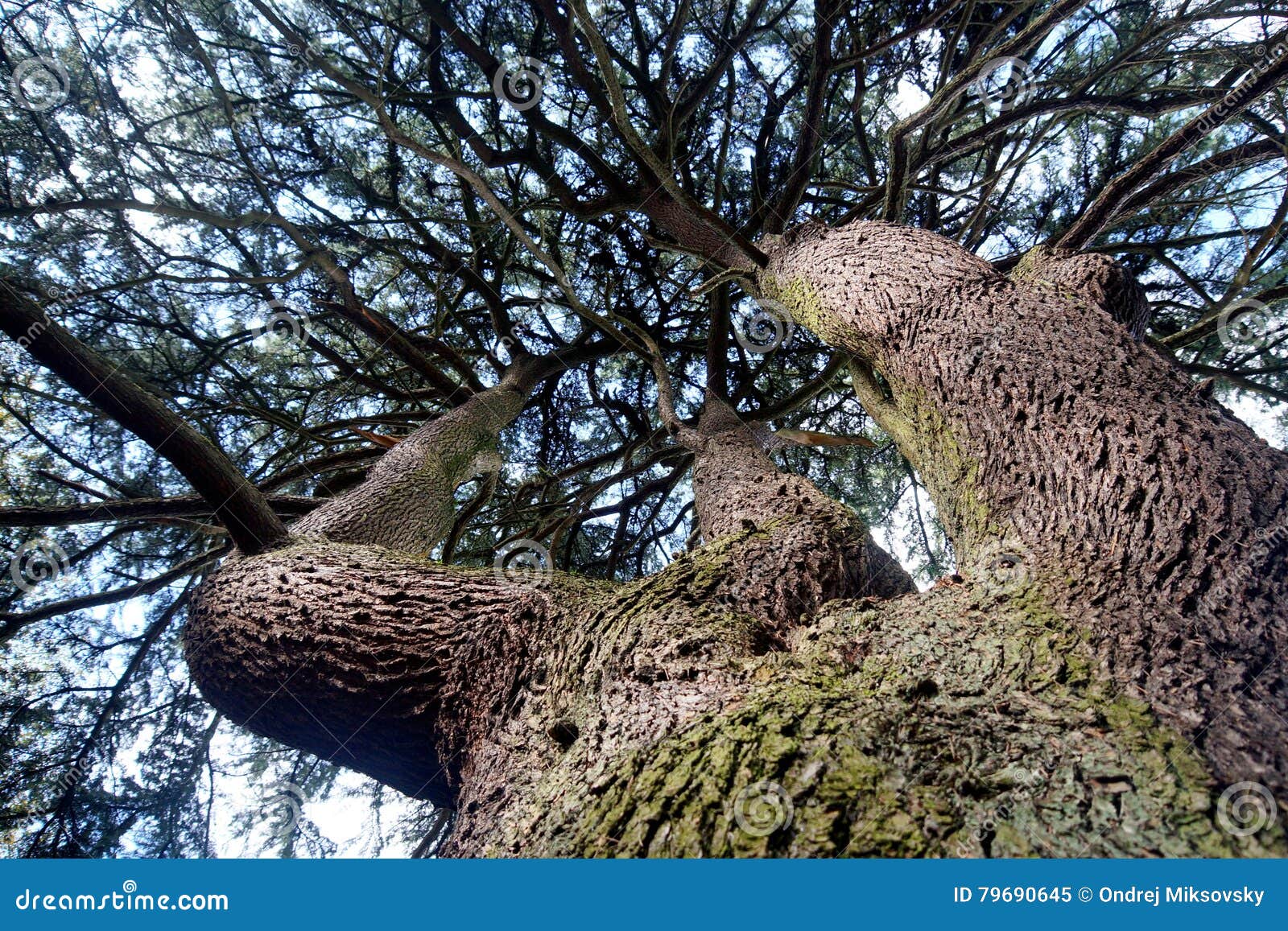 Stem of tree with branches stock image. Image of angle - 79690645