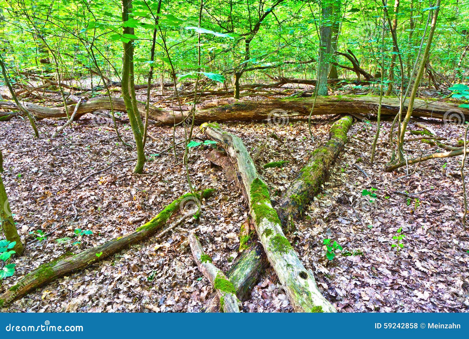 Stem of tree in oak forest stock photo. Image of leaf - 59242858