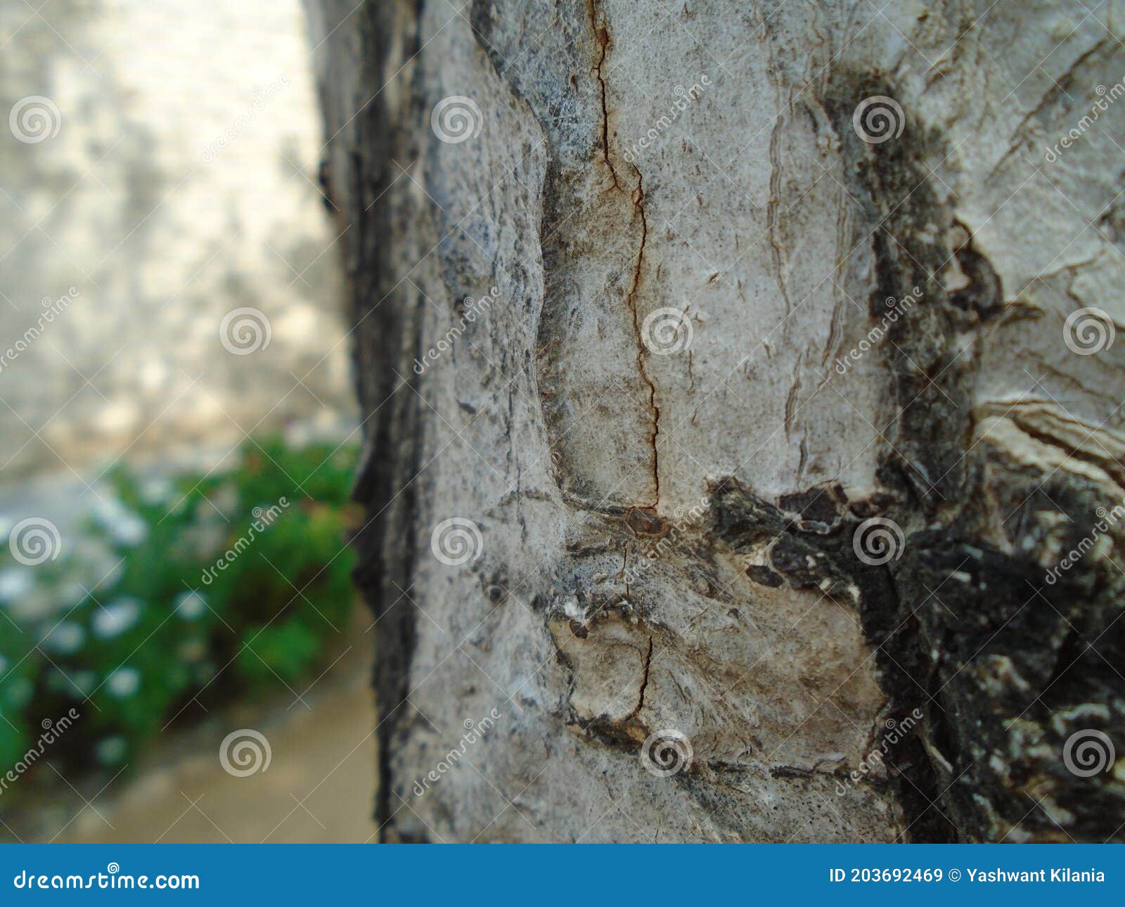 Stem of tree in the park. stock image. Image of soil - 203692469