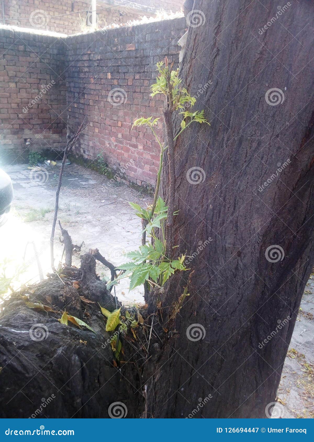 Stem on tree stock image. Image of tree, stem, small - 126694447