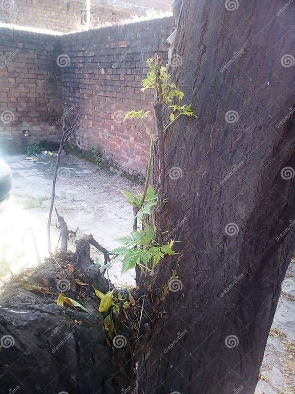 Stem on tree stock image. Image of tree, stem, small - 126694447