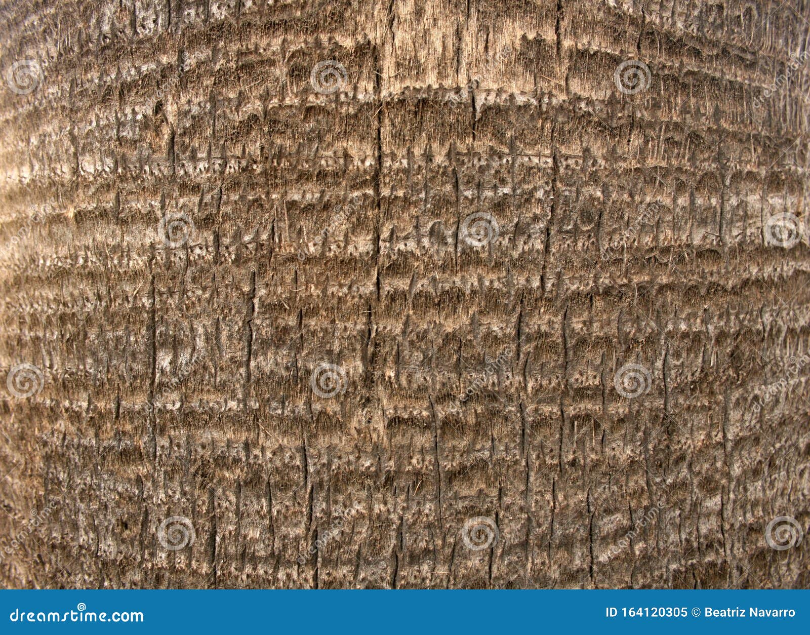 STEM TREE TEXTURE stock image. Image of closeup, nature - 164120305