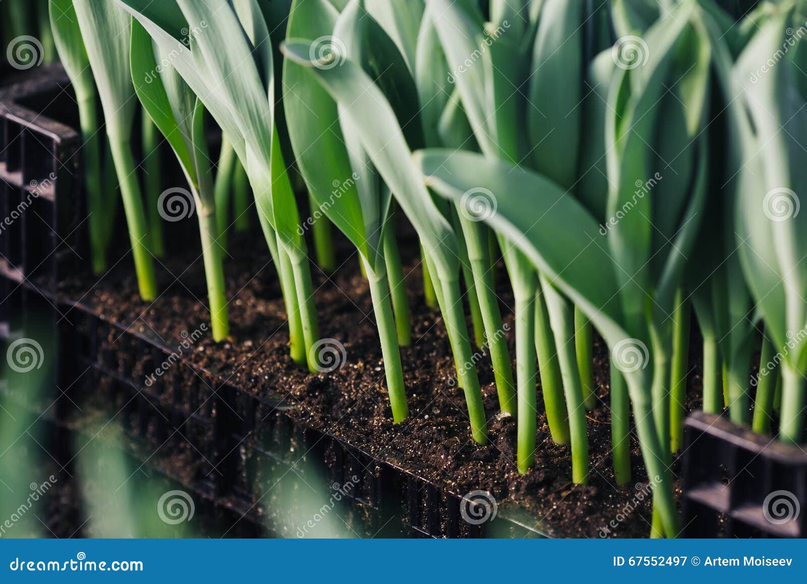 Stem Tulip Grow Box Stock Photos - Free & Royalty-Free Stock Photos ...