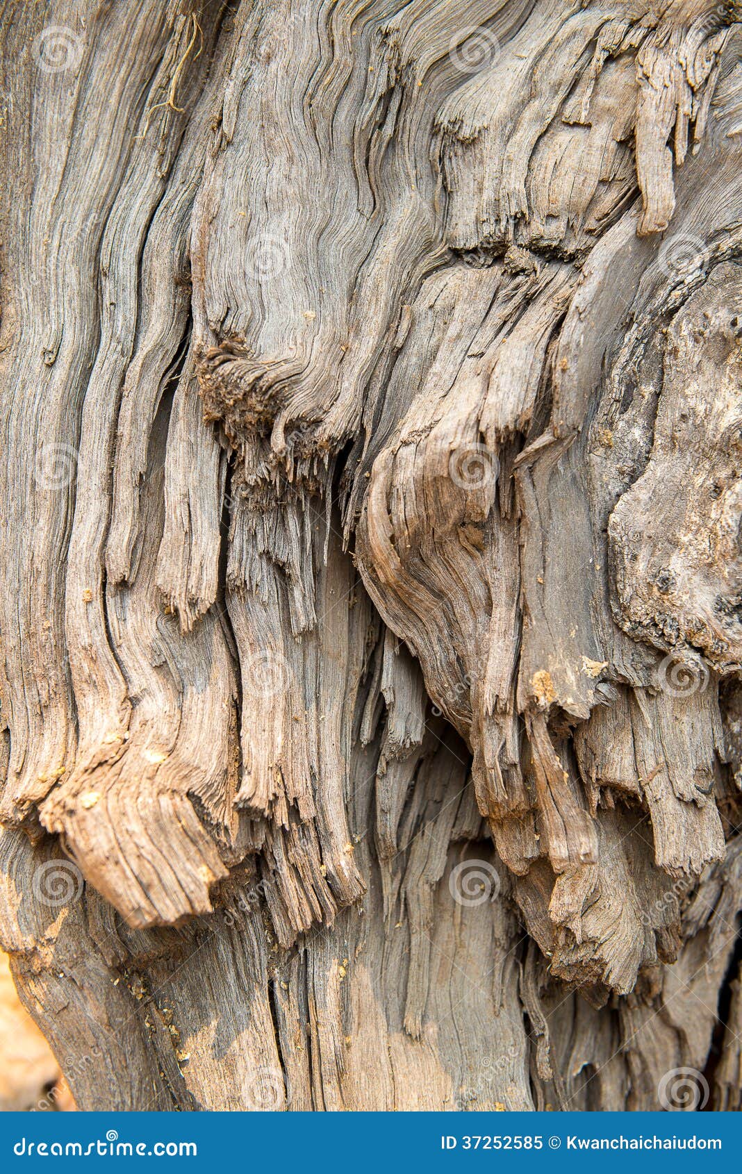 Stem wood texture stock image. Image of trunk, growth - 37252585