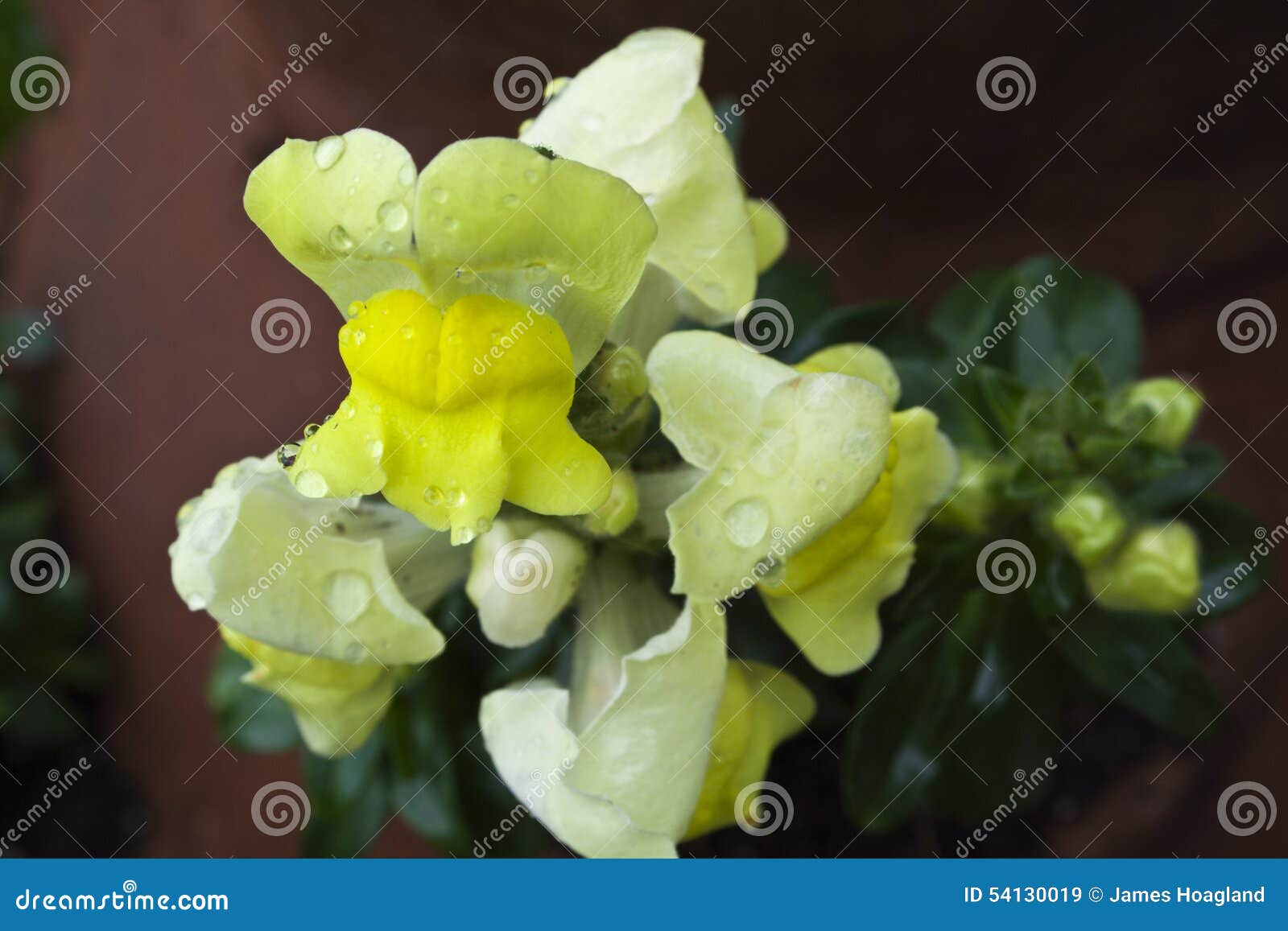 Stem of yellow snapdragons stock image. Image of fresh - 54130019
