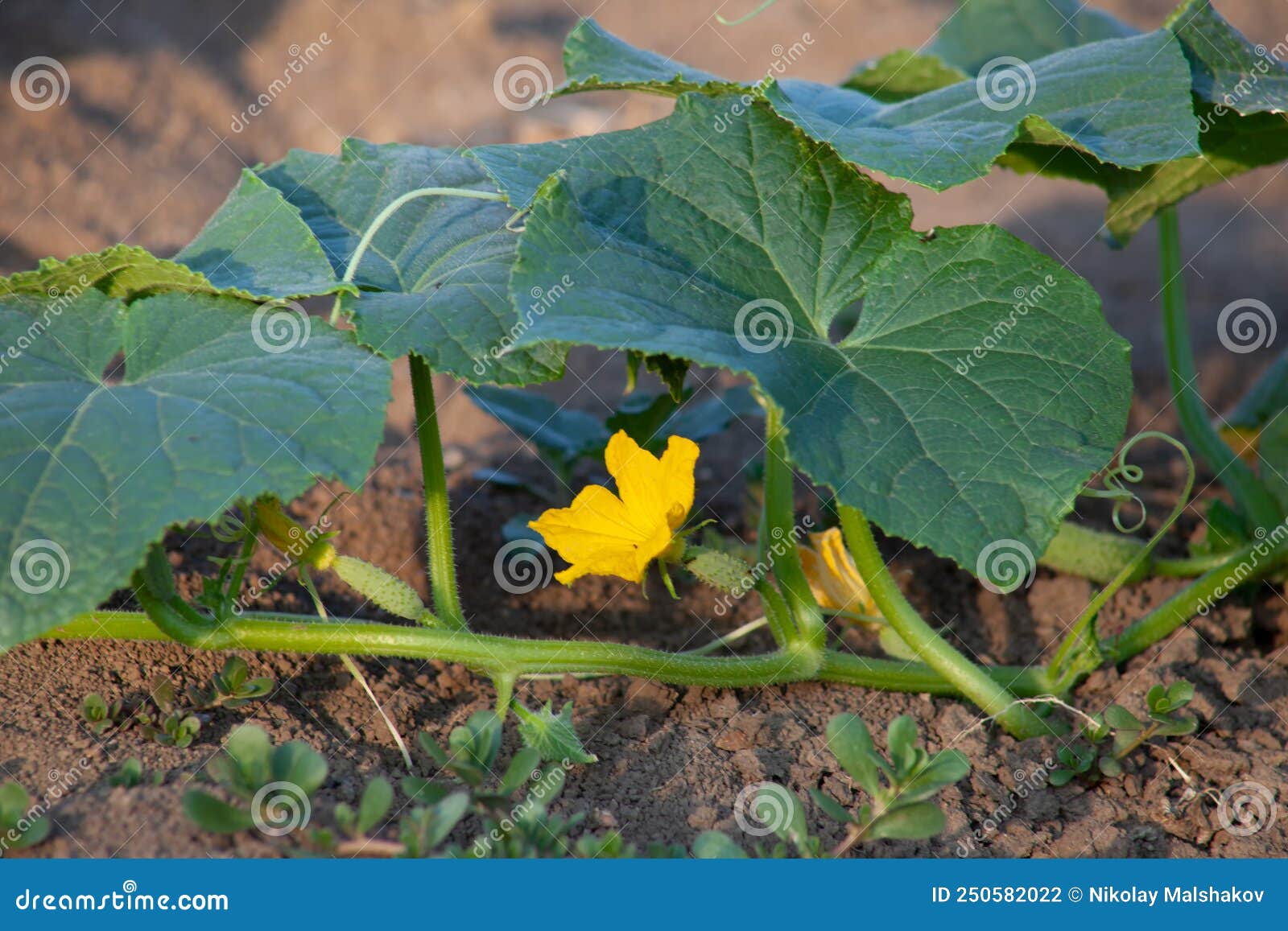 Stem with a Young Cucumber on the Ground. Cucumber Harvest Concept ...