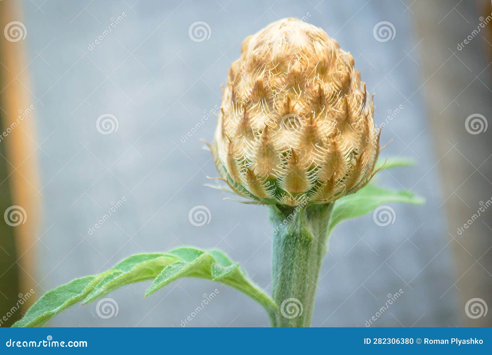 The Stem of a Young Flower. Closed Flower Stock Photo - Image of ...