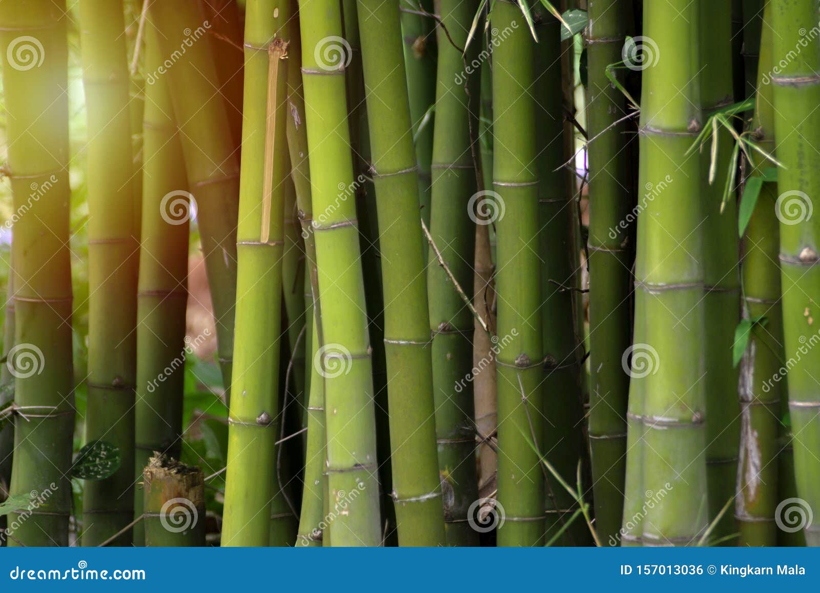 The stems of bamboo stock photo. Image of japan, design - 157013036