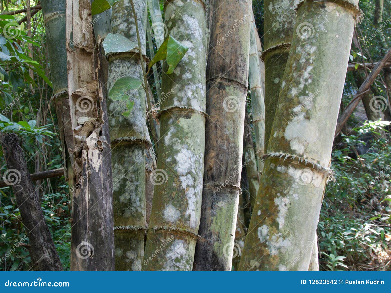 Stems Bamboo Tree in White Mildew Stock Photo - Image of flora, grove ...