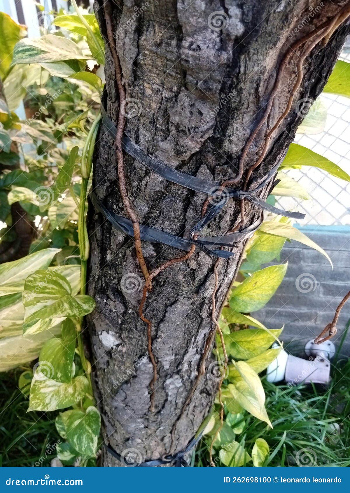 Stems and Bark of Frangipani Trees and Roots of Garden Vines Stock ...