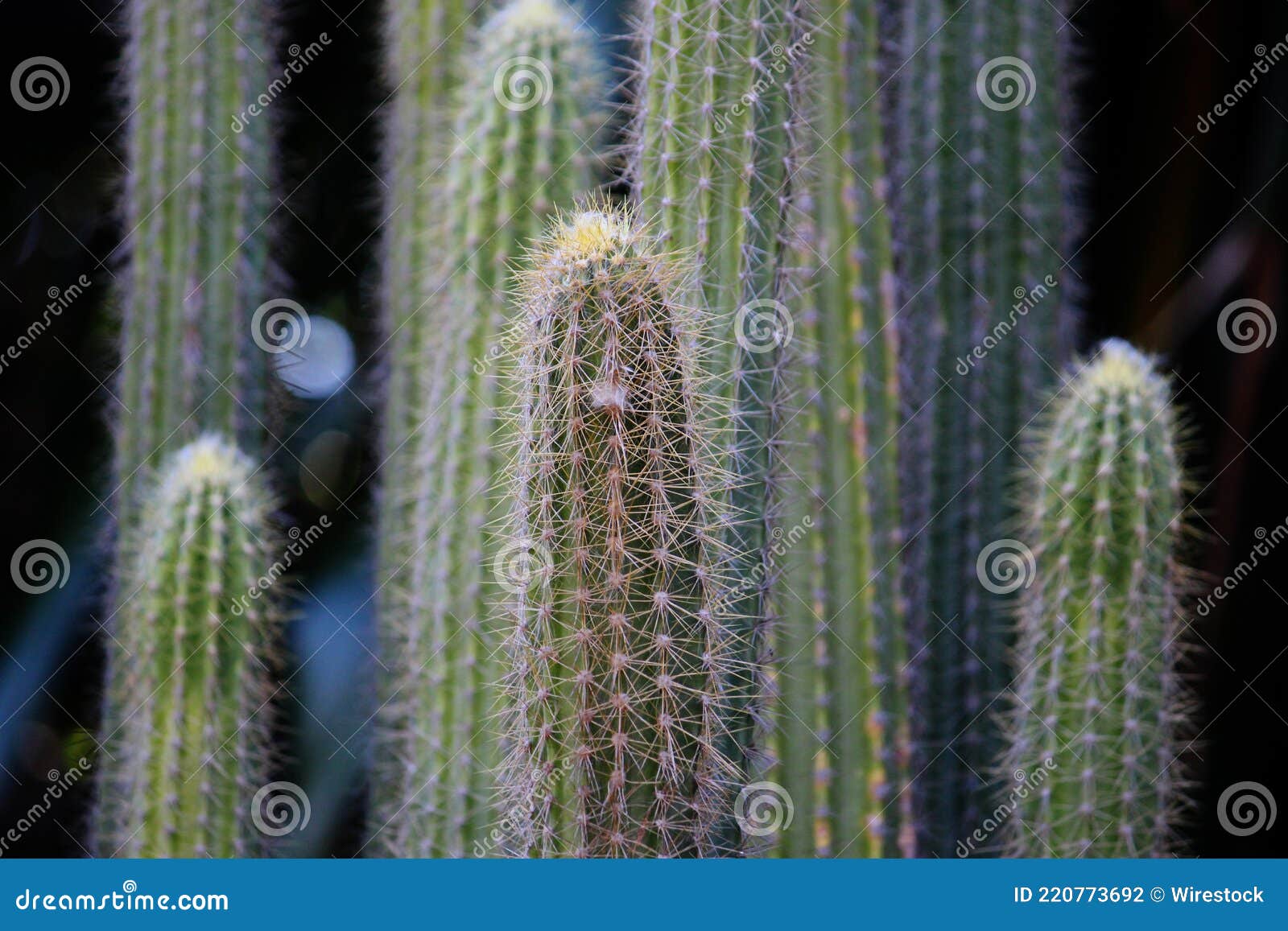 Stems of a cactus plant stock photo. Image of beautiful - 220773692