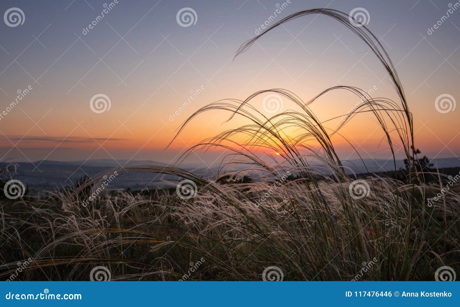 Stems of Feather Grass Waving in the Wind Against the Background Stock ...