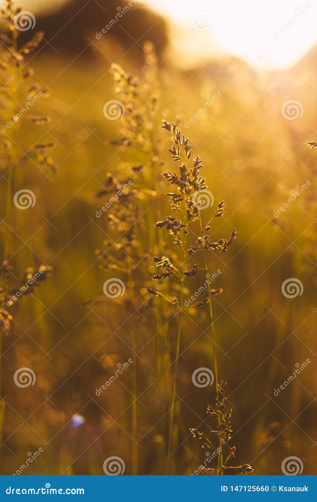 Stems of Field Grass on Sunset. Bluegrass on Sundown. Selective Focus ...