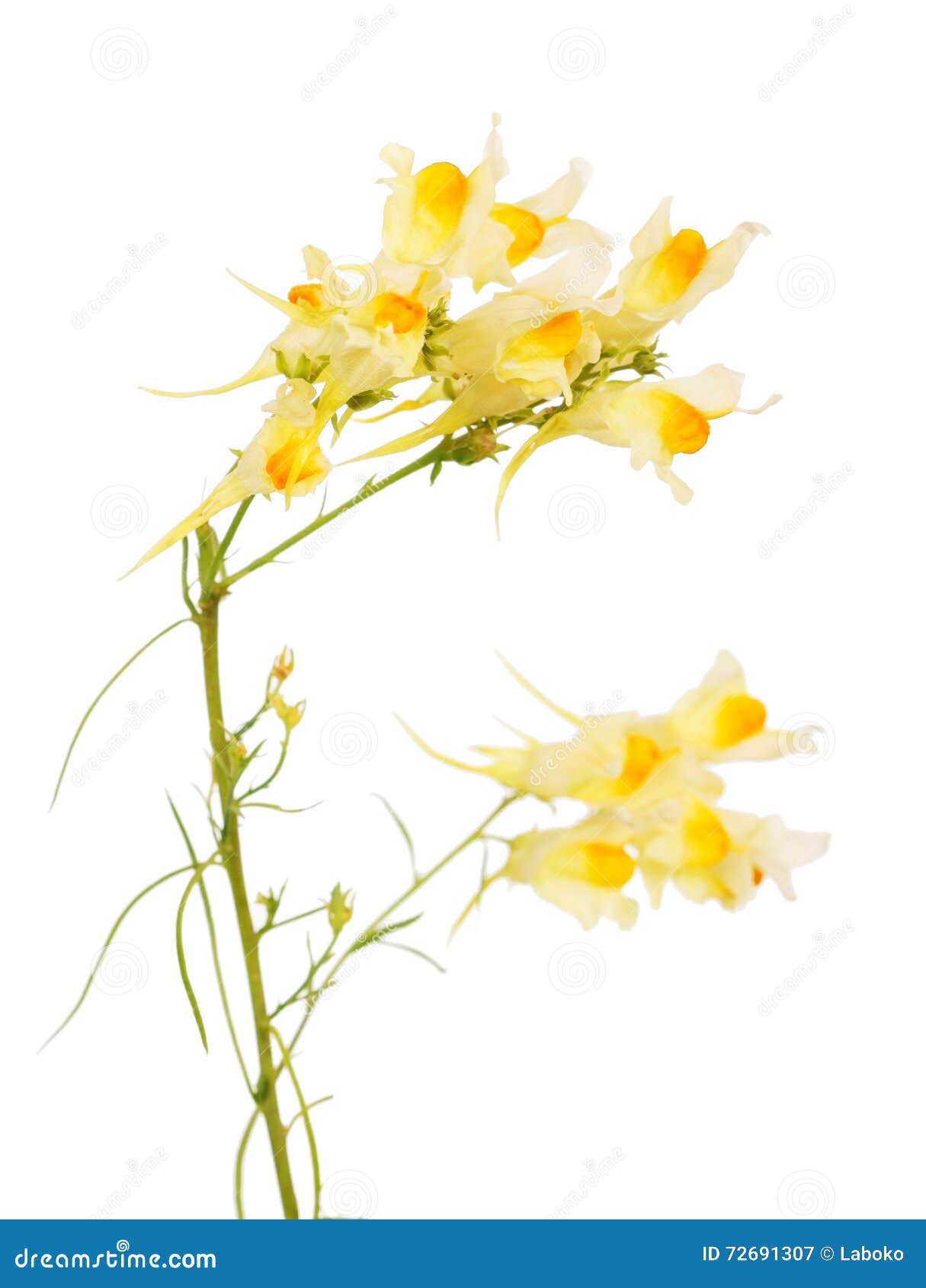 The Stems and Flowers Toadflax Close Up Isolated on White. Stock Image ...