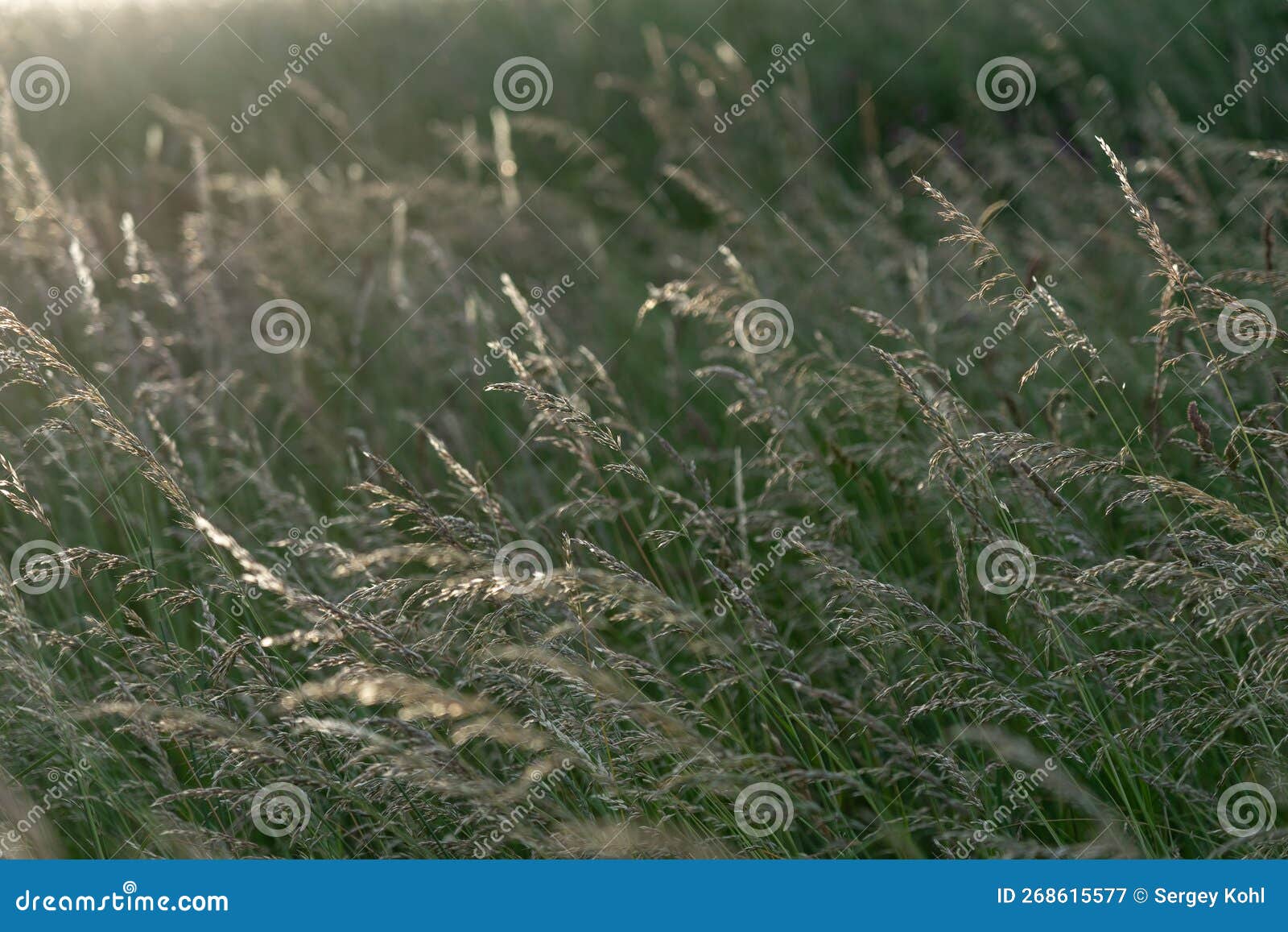 Stems of Fresh and Green Grass in Backlight. Stock Image - Image of ...