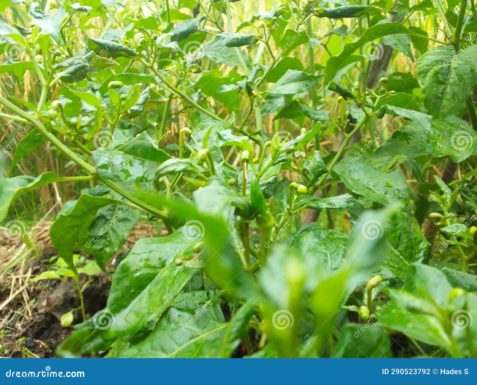 Stems and Fruit of Hot Cayenne Pepper Stock Photo - Image of chilli ...