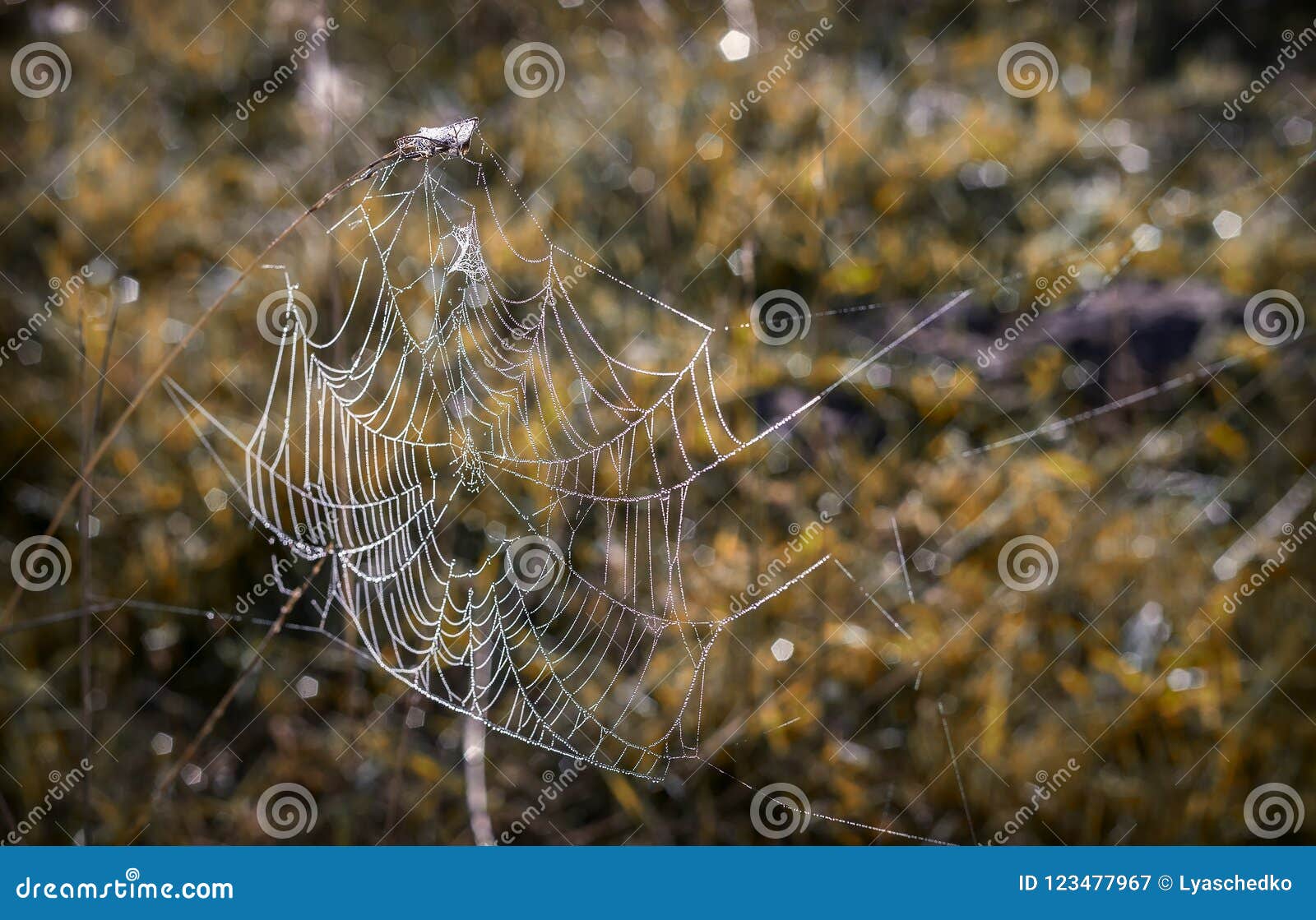 Cobweb with Dew Drops on the Blades of Grass. Stock Image - Image of ...