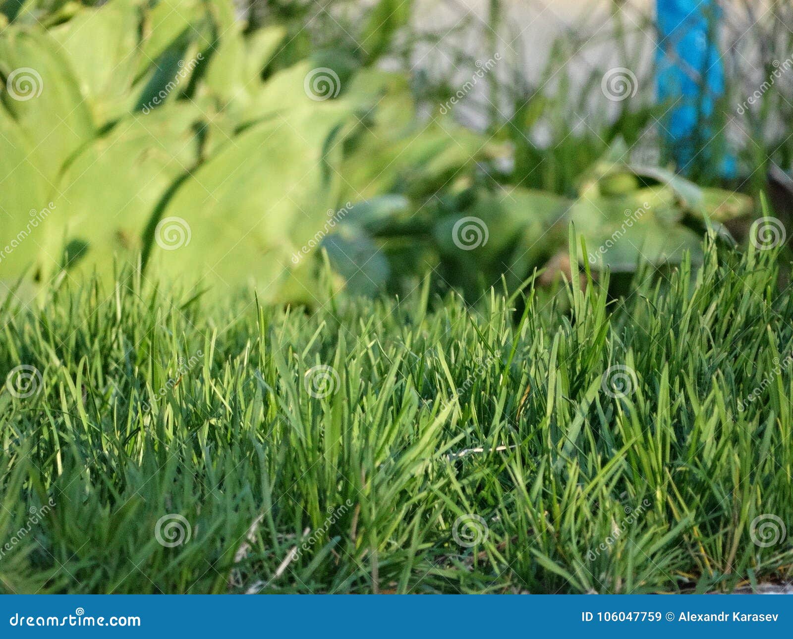 The stems of lawn grass stock image. Image of background - 106047759