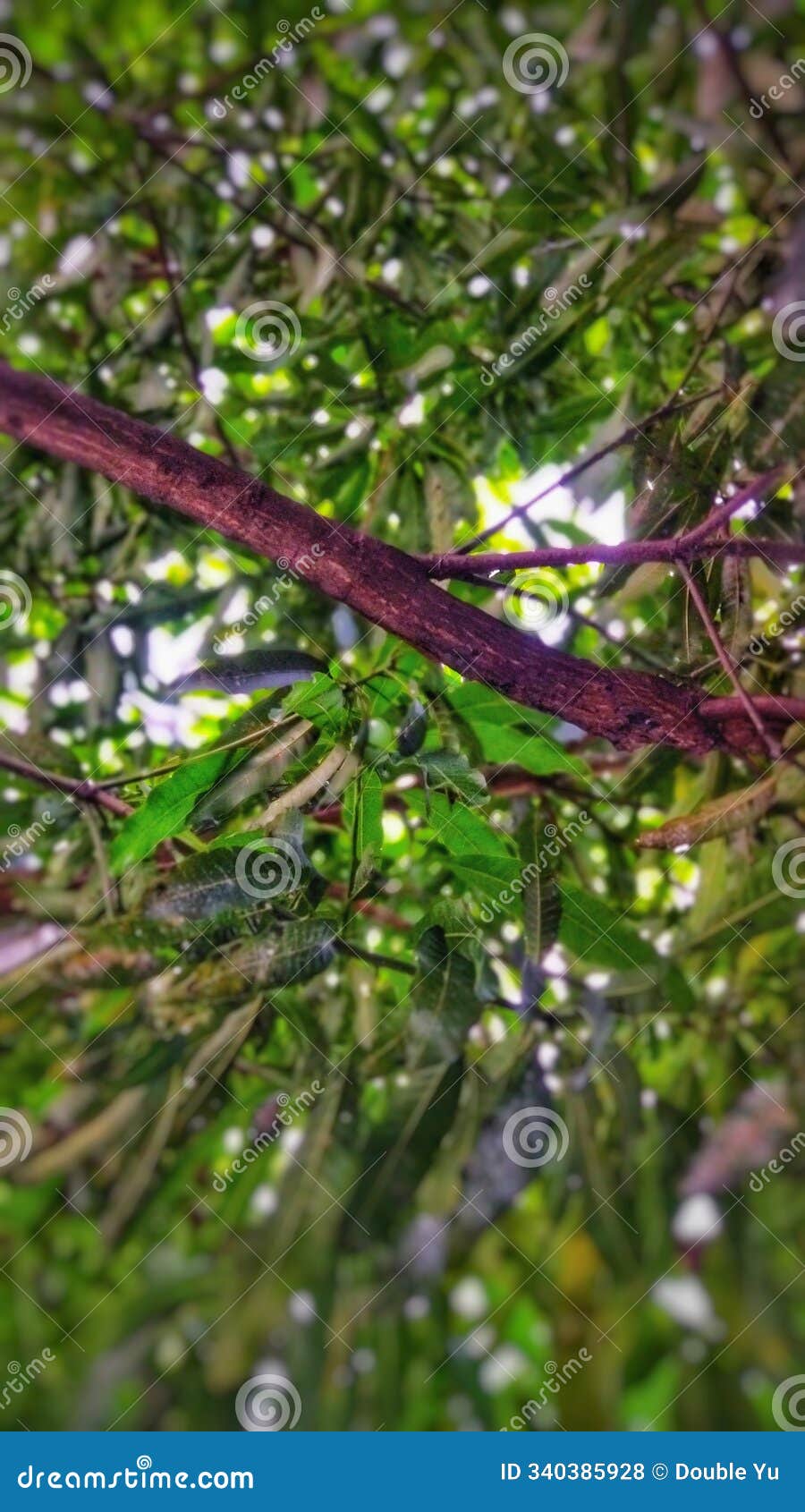 Stems and Leaves of a Mango Tree Stock Photo - Image of tree, trees ...