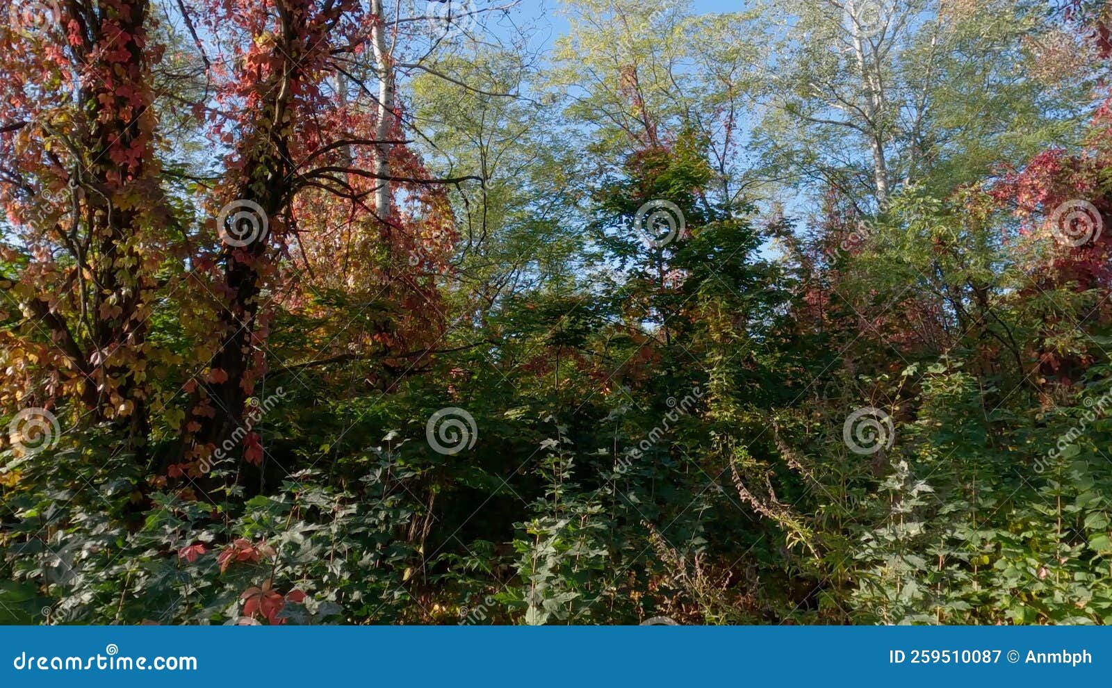 Maiden Grapes Stems Creeping Along the Tree Trunks in Autumn Stock ... Maiden Grapes Stems Creeping Along the Tree Trunks in Autumn Stock ...