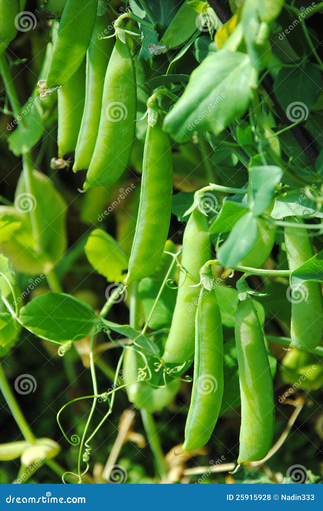The stems of peas stock photo. Image of farm, leguminosae - 25915928