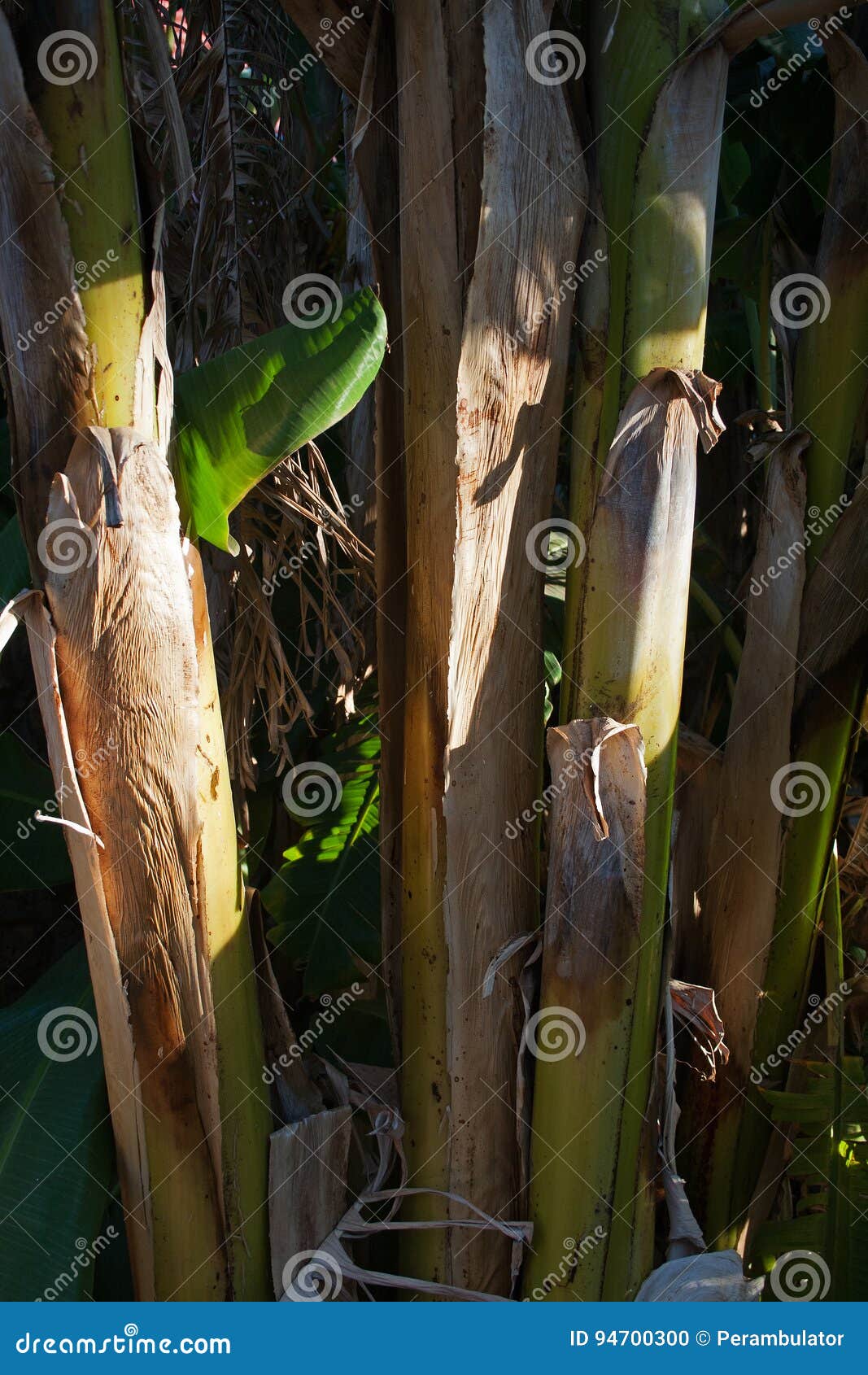 STEMS of PLANTAIN TREE stock photo. Image of garden, brown - 94700300
