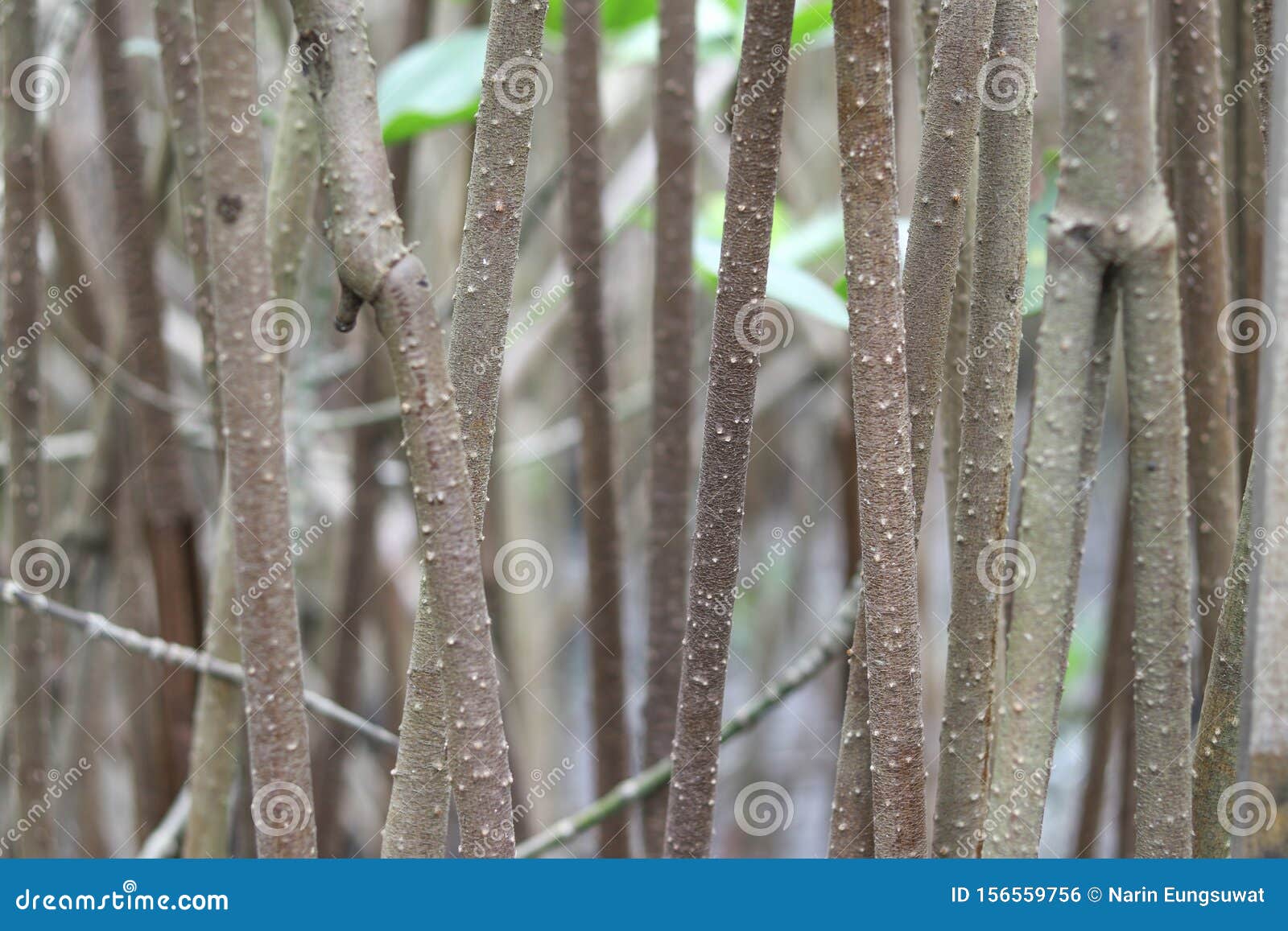 Stems and Prop Root of Mangrove Trees. Stock Photo - Image of plant ...