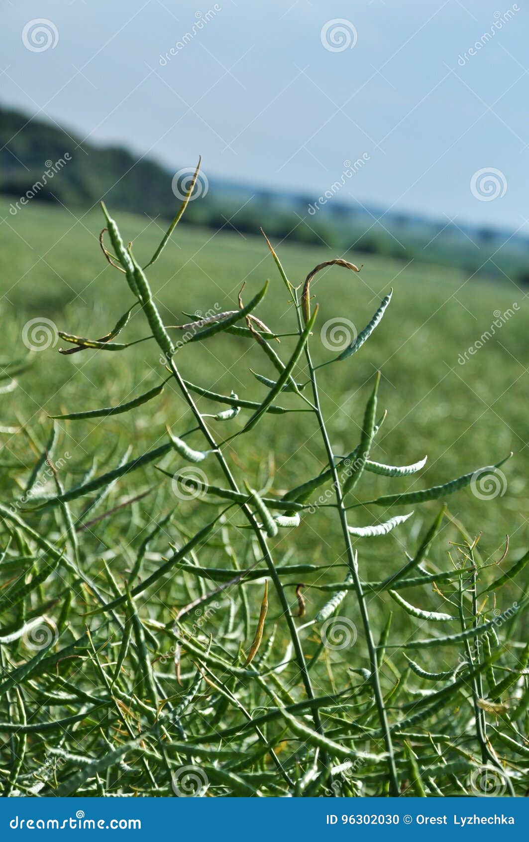 Stems of with pods_4 stock photo. Image of outdoor, hand - 96302030
