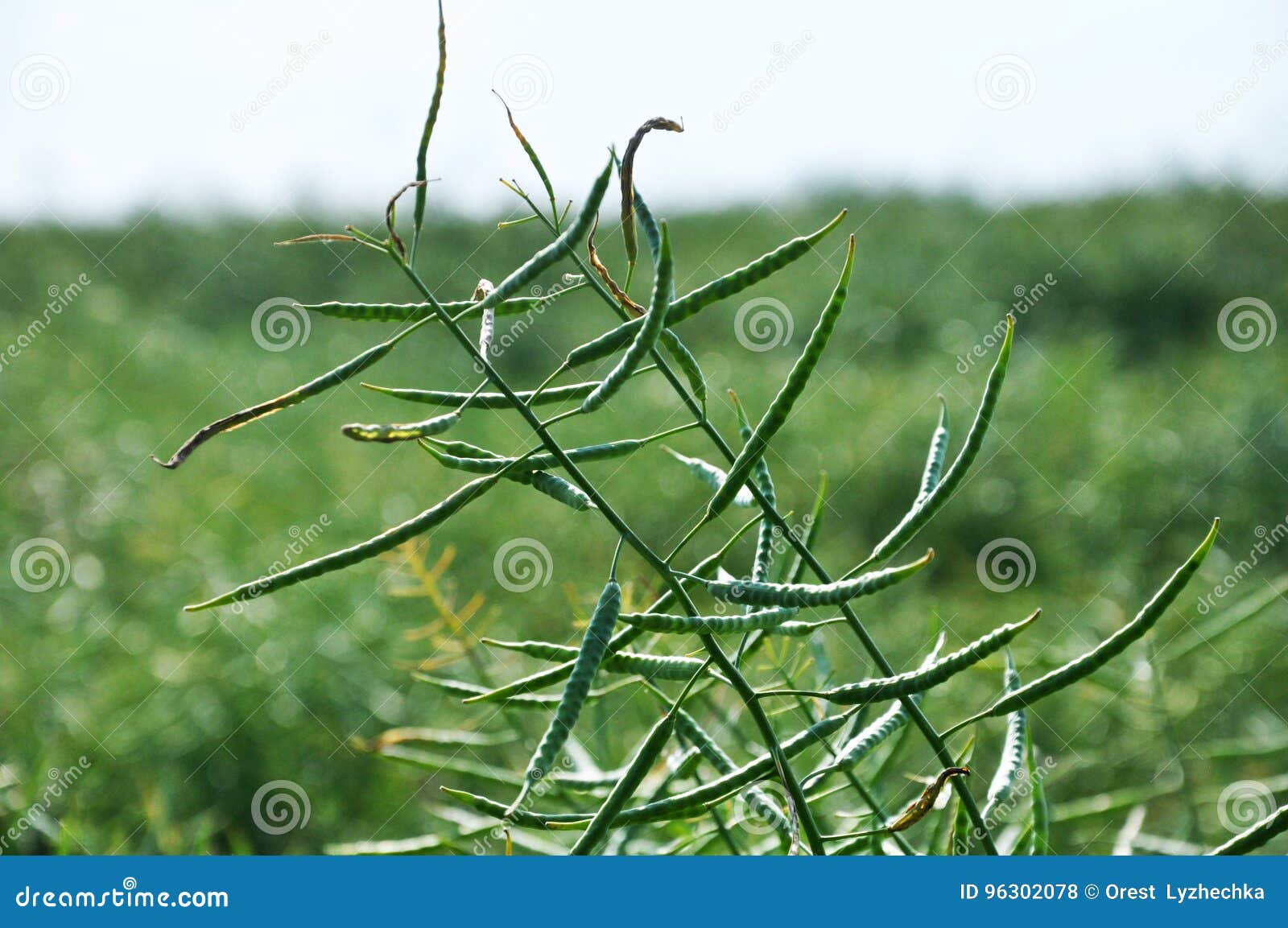 Stems of with pods_5 stock photo. Image of maturation - 96302078