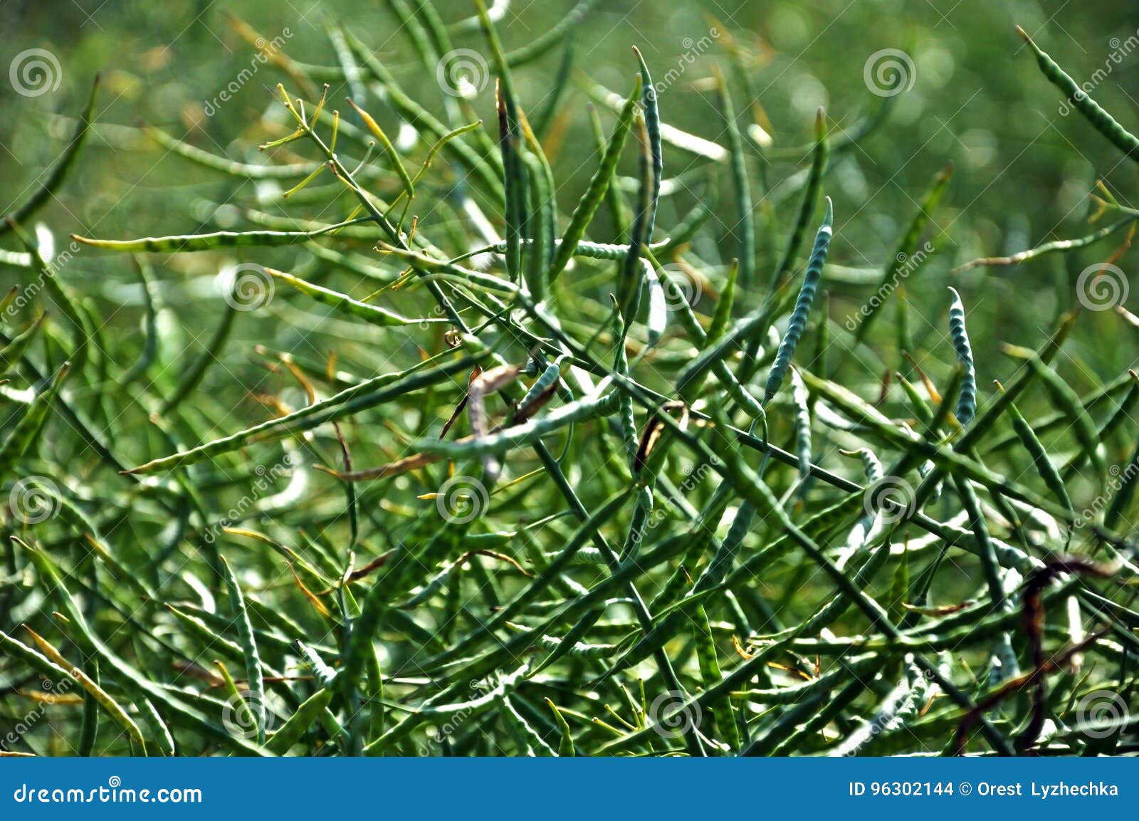 Stems of with pods_6 stock photo. Image of outdoor, oilseed - 96302144
