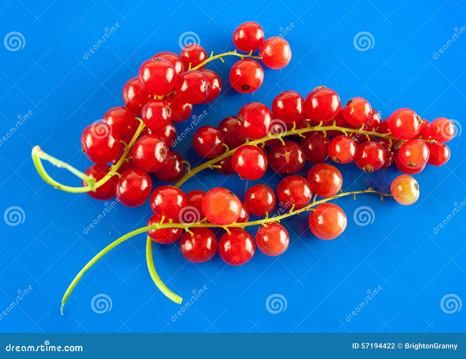 Stems of red berries stock photo. Image of close, ripe - 57194422