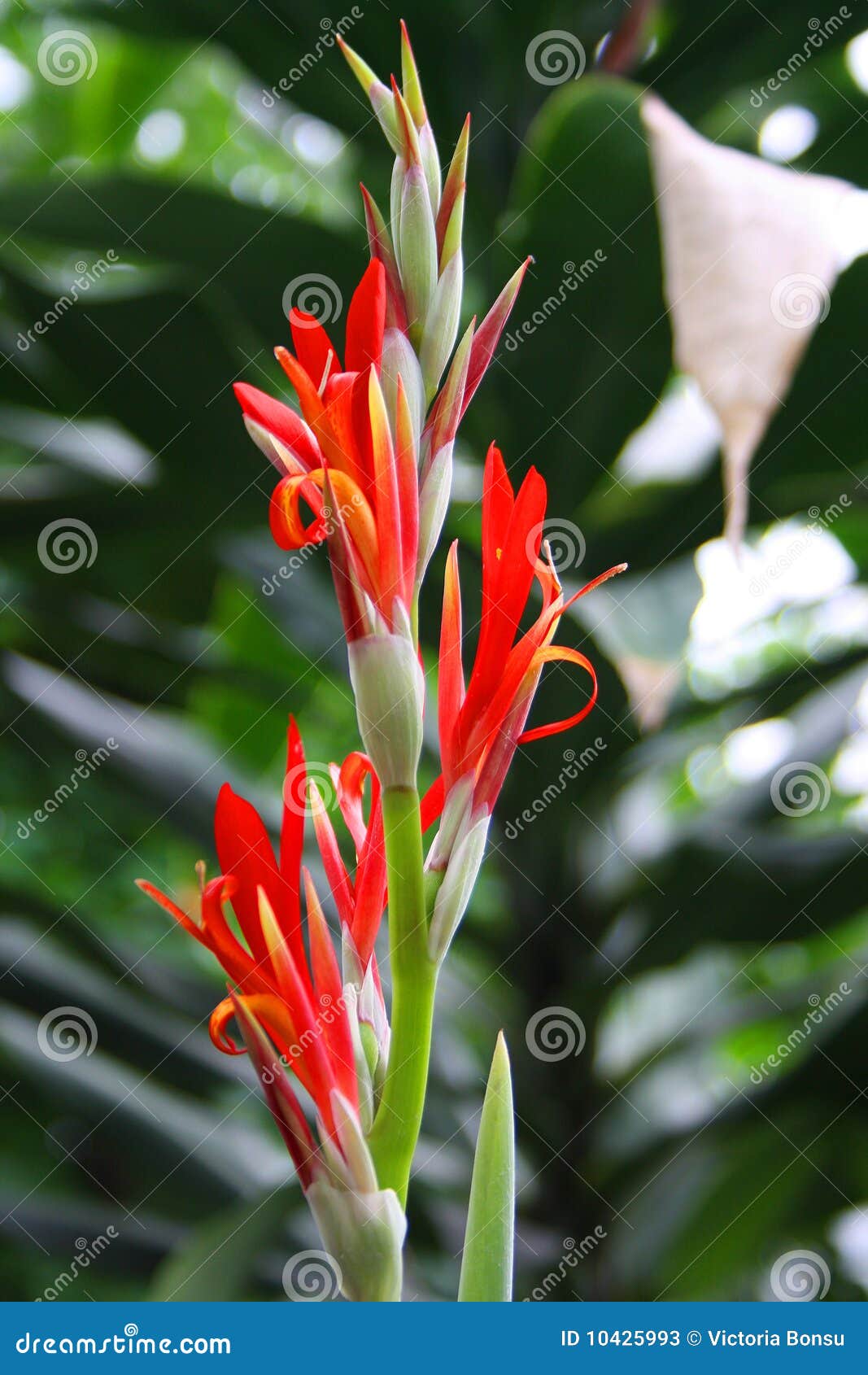 Stems of red flowers stock image. Image of full, flowers - 10425993