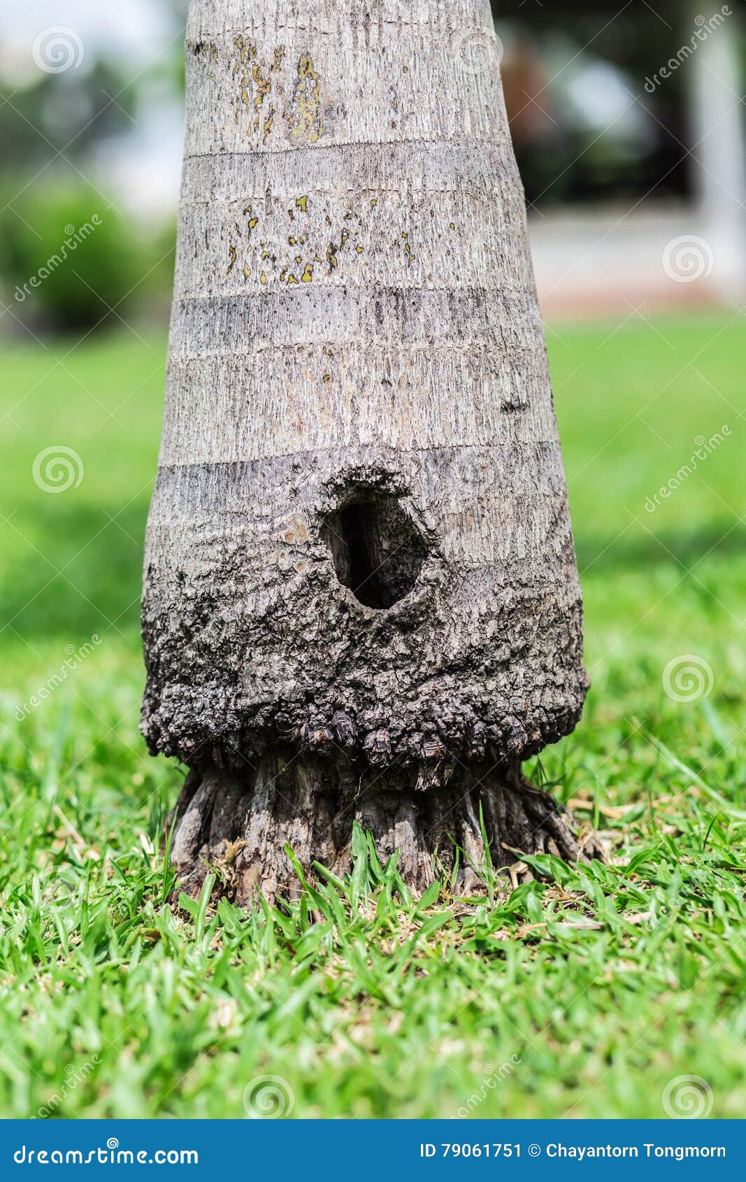 Stems and Roots of Betel Palm Stock Image - Image of betel, branch ...