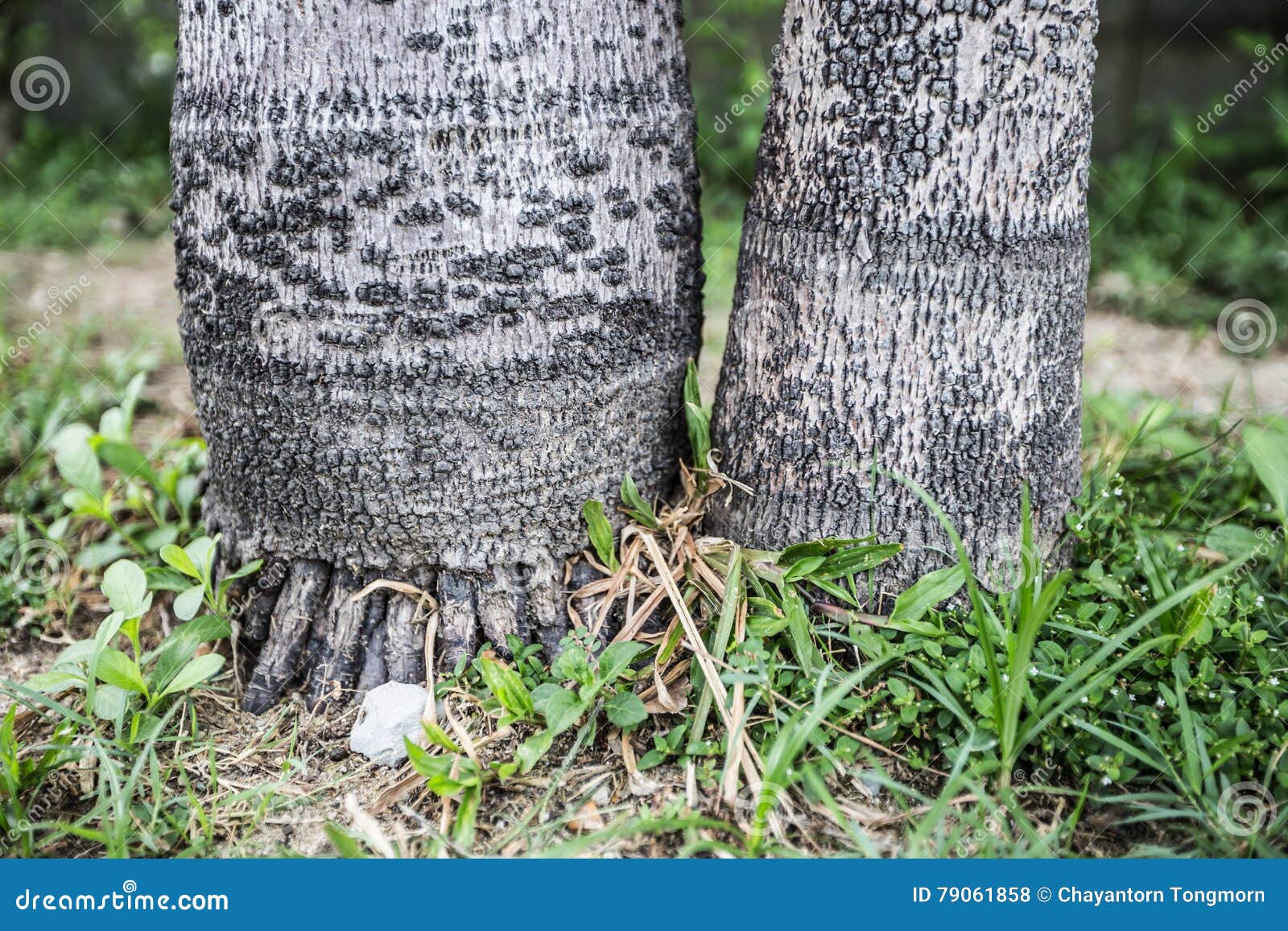 Stems and Roots of Betel Palm Stock Photo - Image of exercise, bark ...