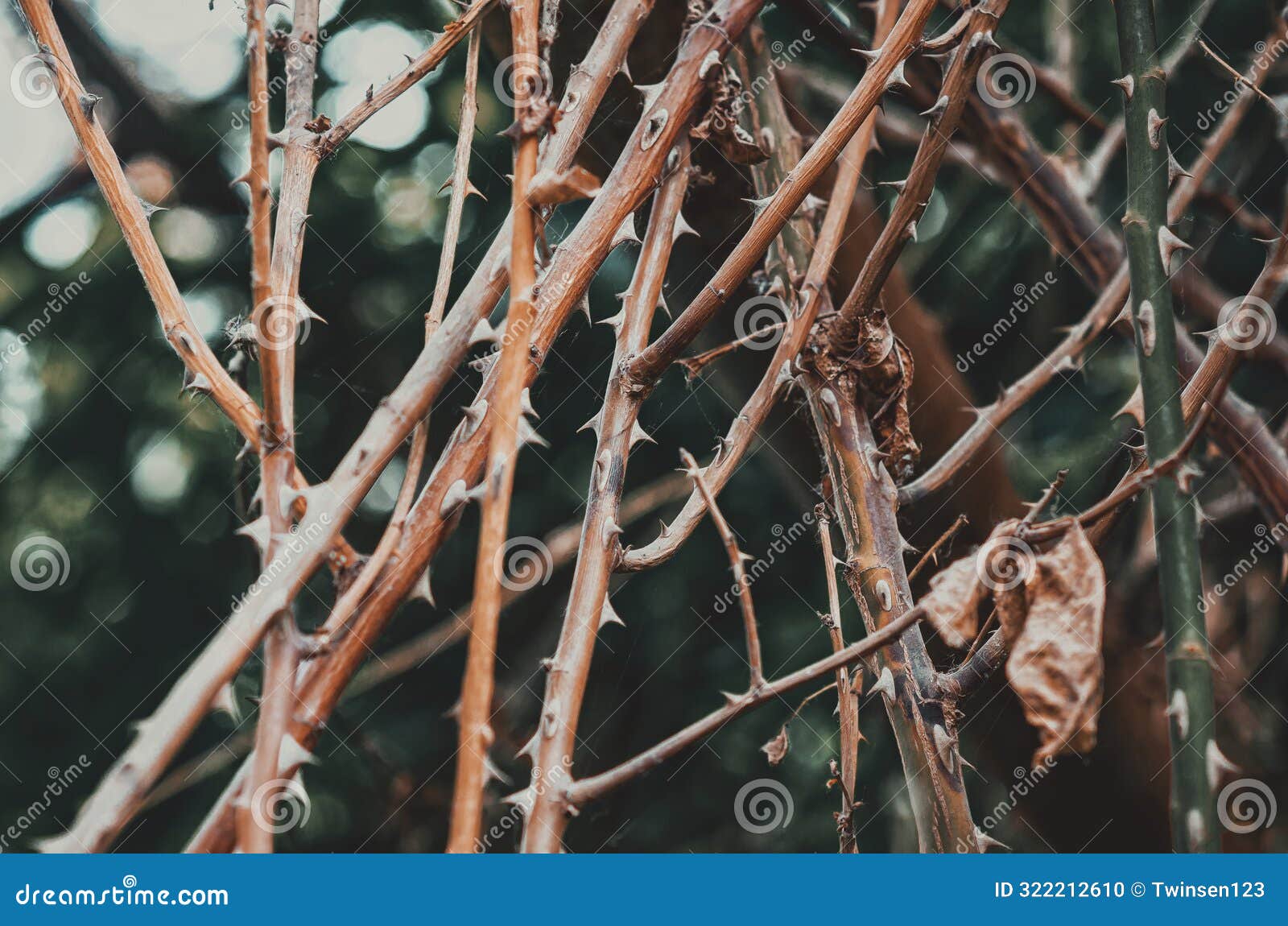 Stems of Rose Bush with Sharp Thorns on Dark Background Stock Photo ...