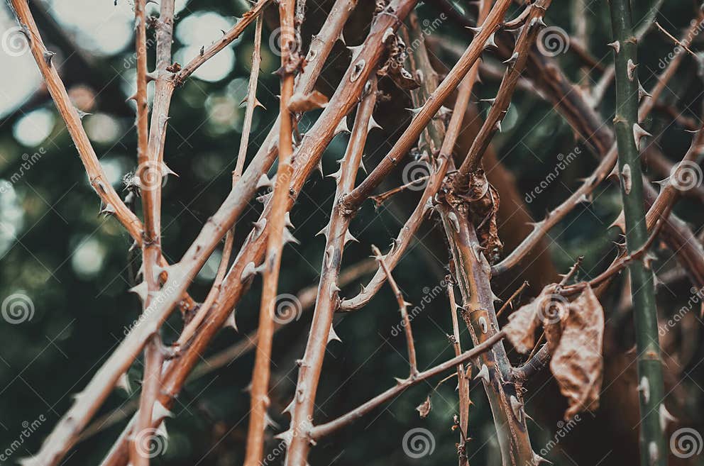 Stems of Rose Bush with Sharp Thorns on Dark Background Stock Photo ...