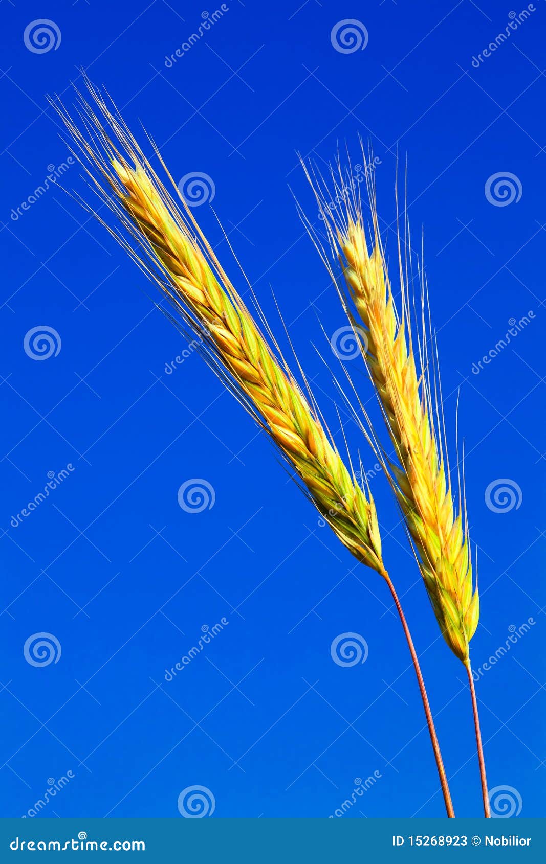 Stems of the rye stock image. Image of baking, bright - 15268923