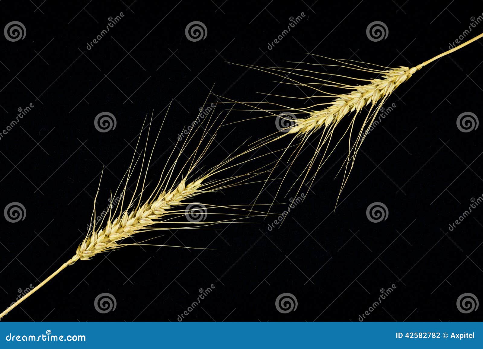 Stems of rye isolated stock photo. Image of grain, background - 42582782