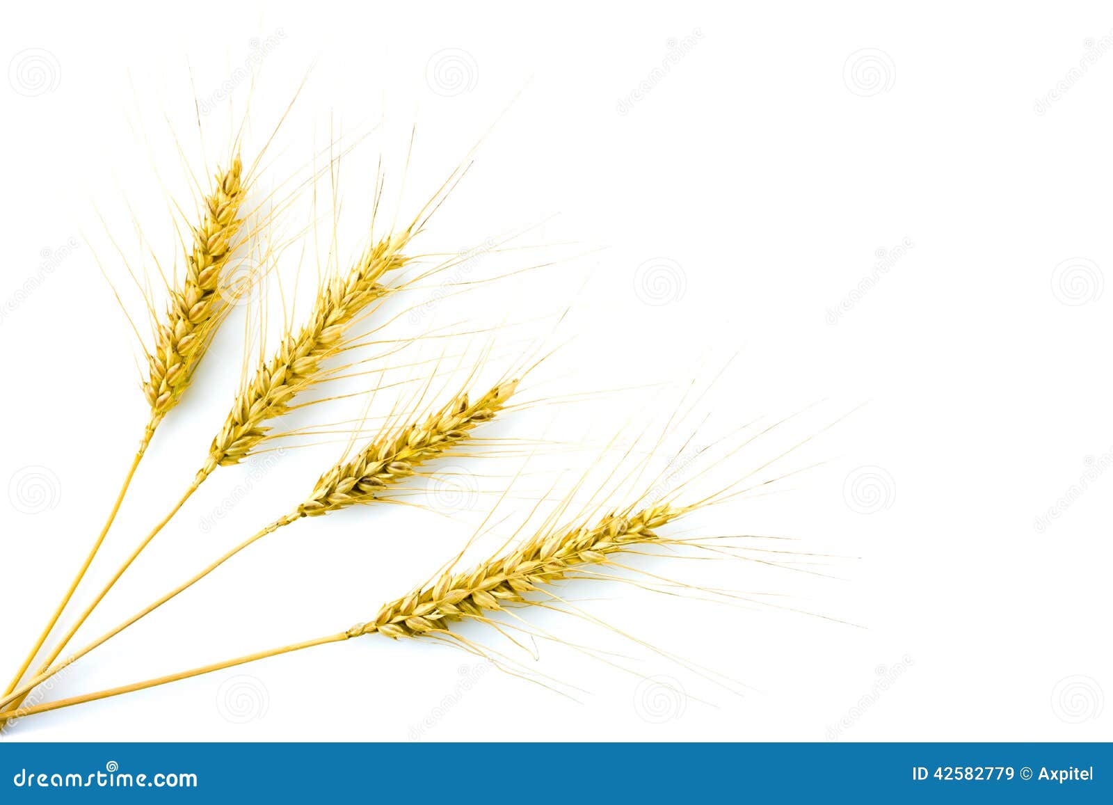 Stems of rye isolated stock image. Image of bread, barley - 42582779