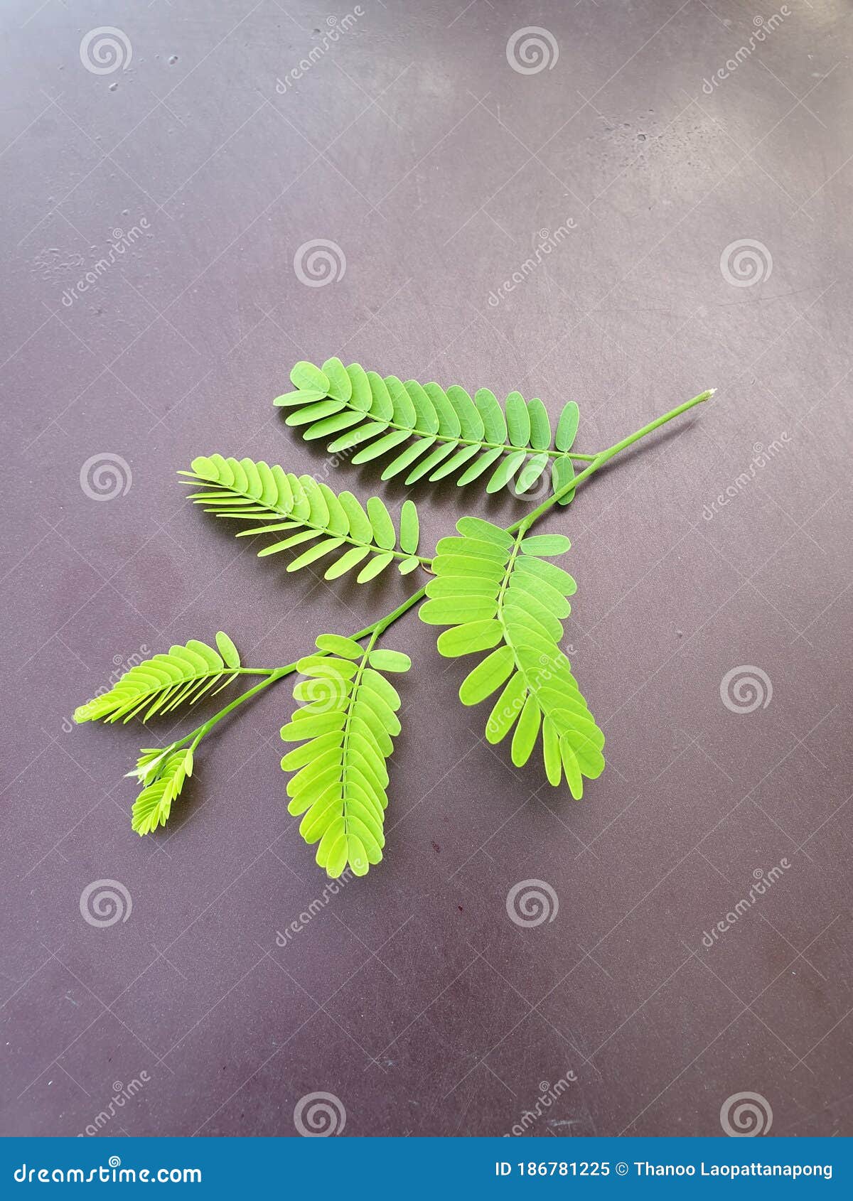 Stems of Tamarind Leaves on a Purple Background Stock Image - Image of ...
